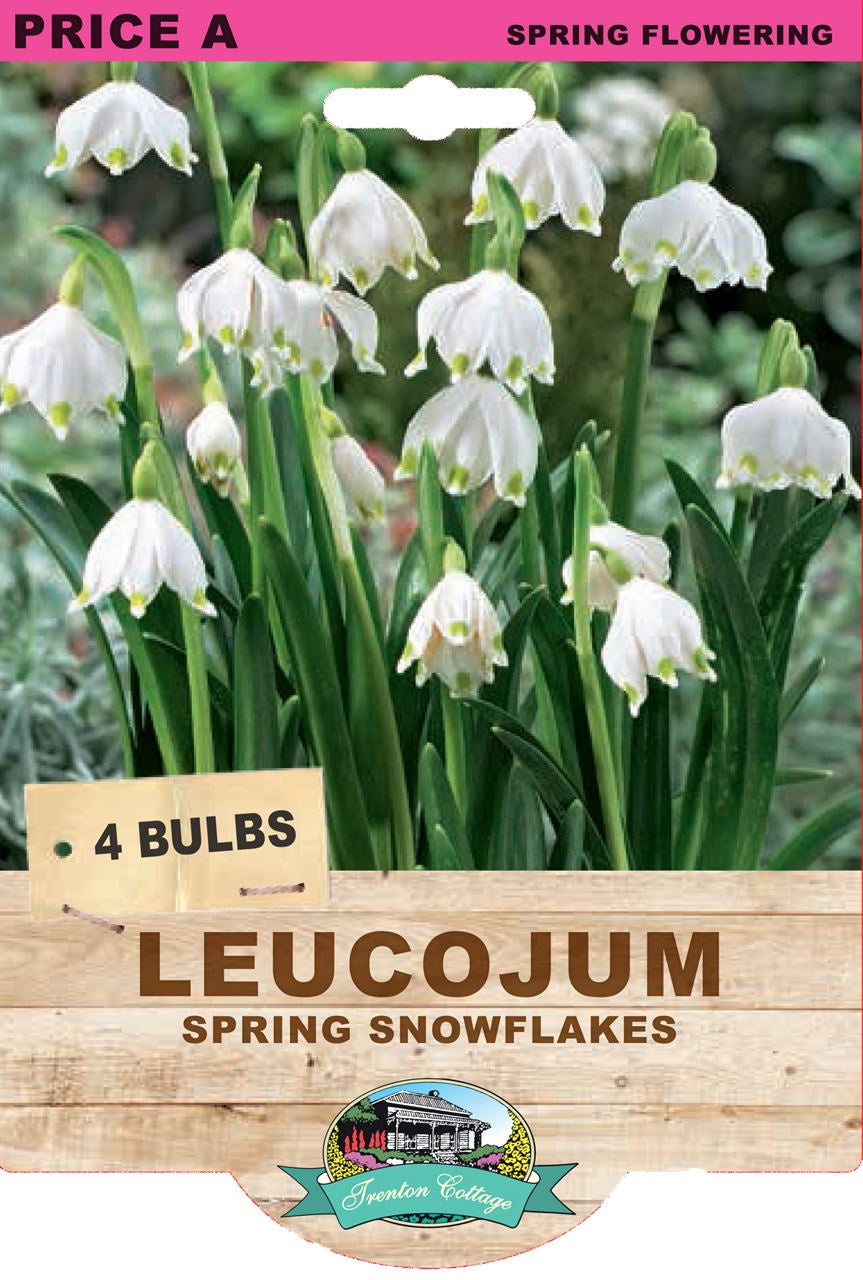Leucojum 'Spring Snowflakes' – Northcote Nursery