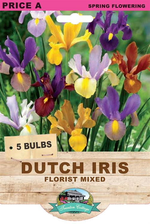Dutch Iris 'Florist Mixed' – Northcote Nursery