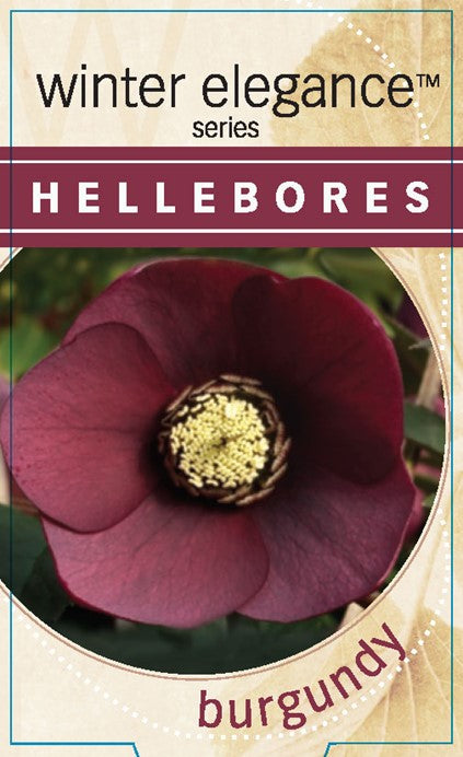 Helleborus - Winter Elegance series 'Burgundy' – Northcote Nursery