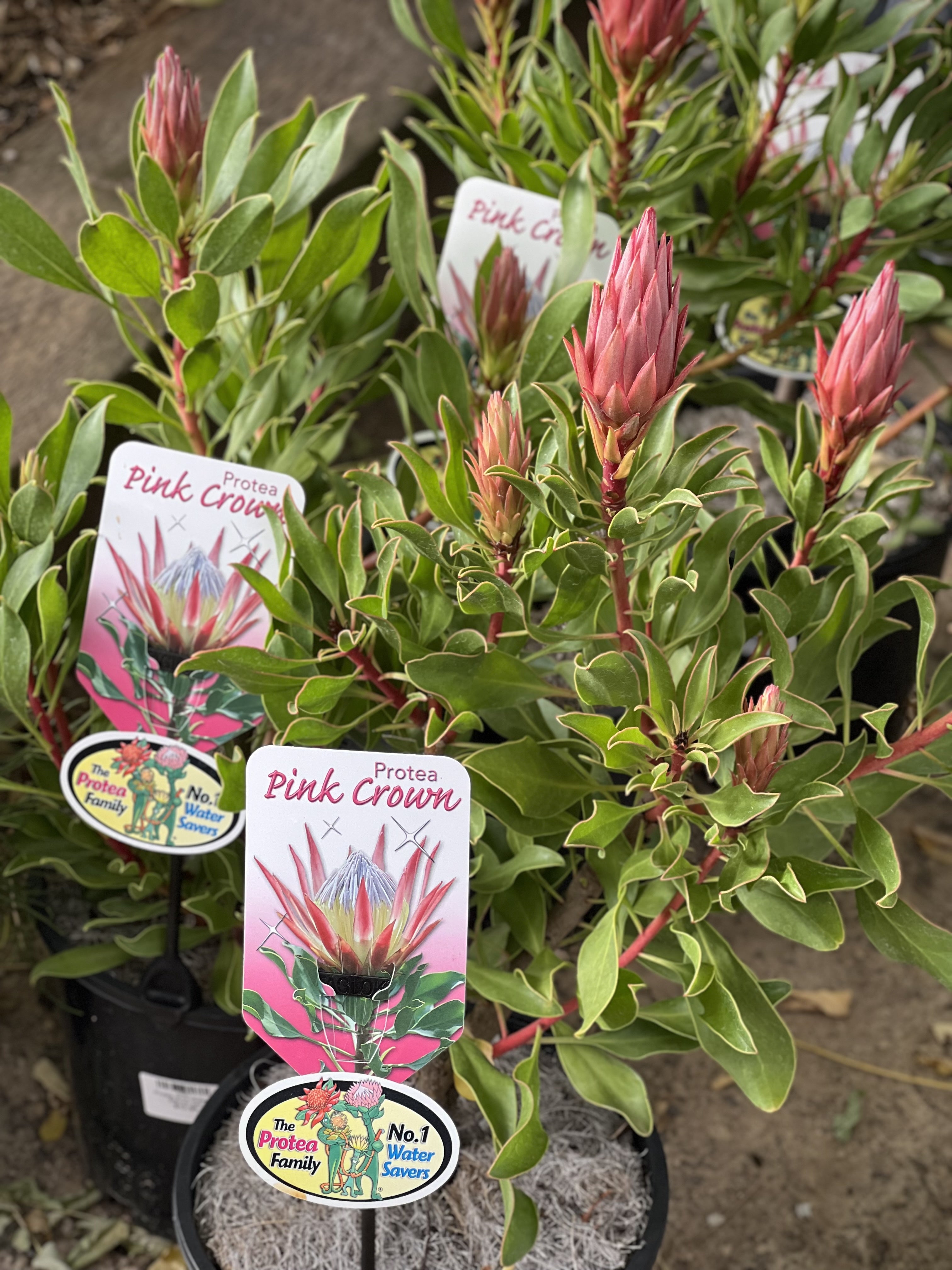 Protea 'Pink Crown' – Northcote Nursery