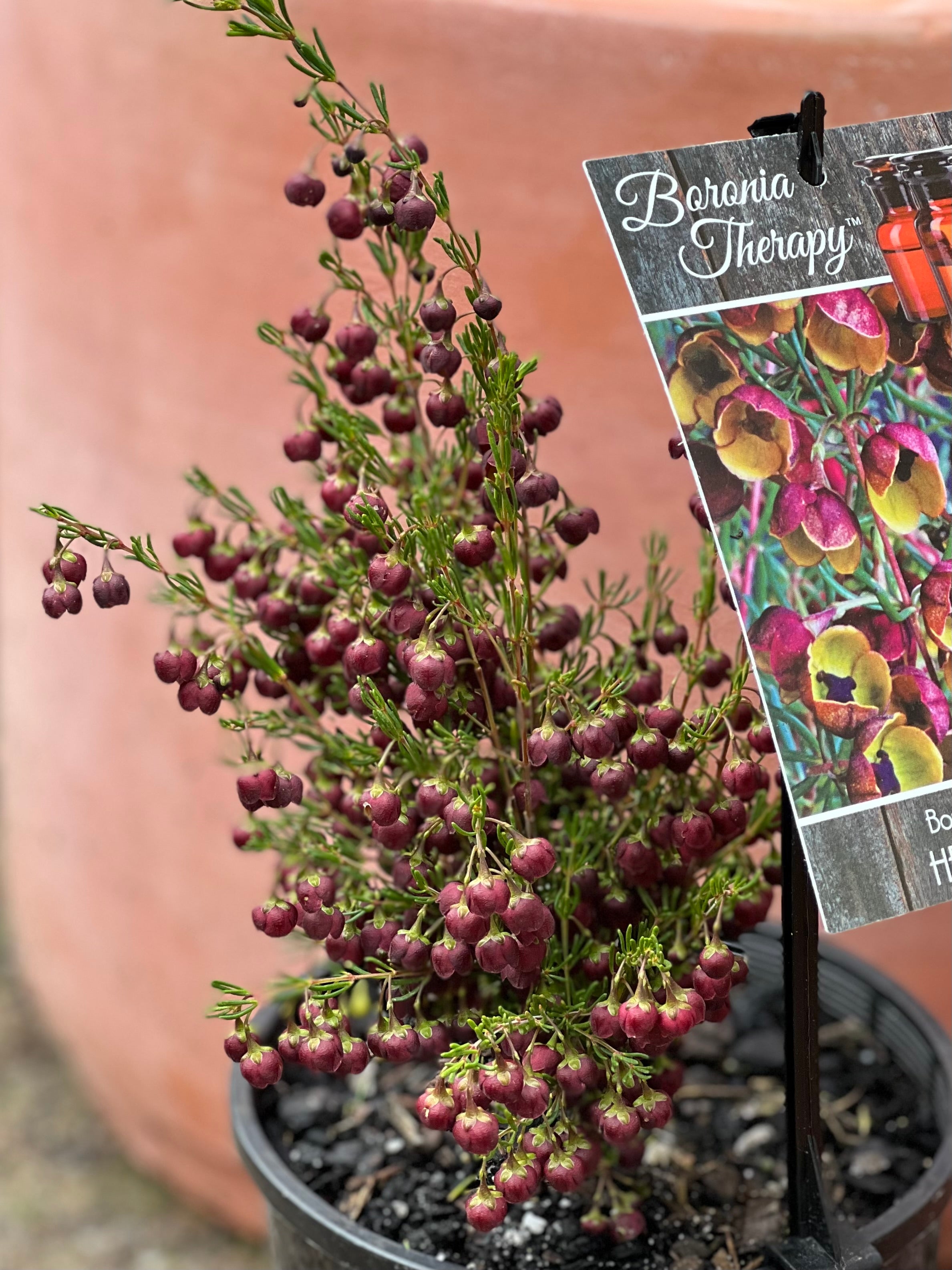 Boronia ‘Heaven Scent’ – Northcote Nursery