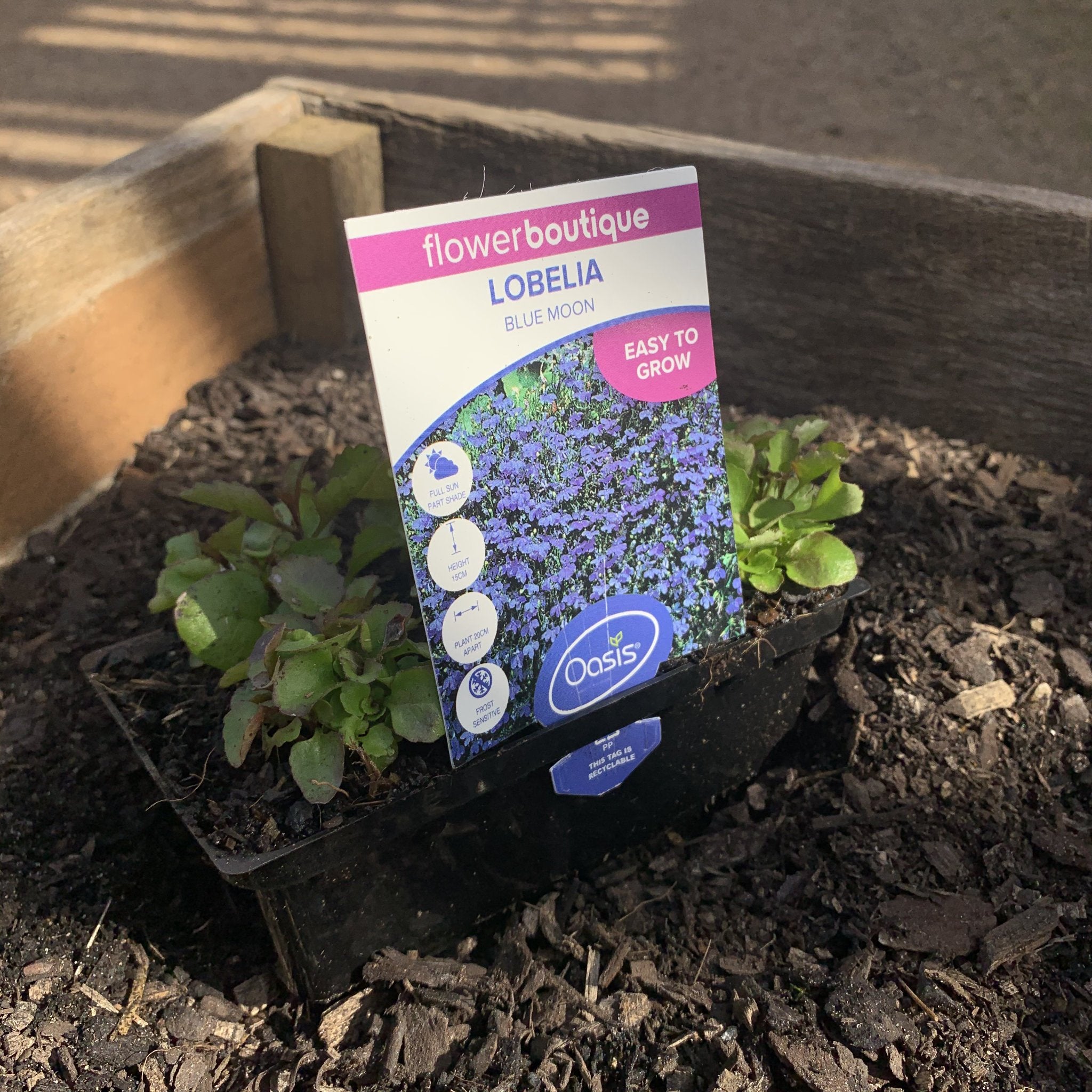 Lobelia 'Blue Moon' – Northcote Nursery