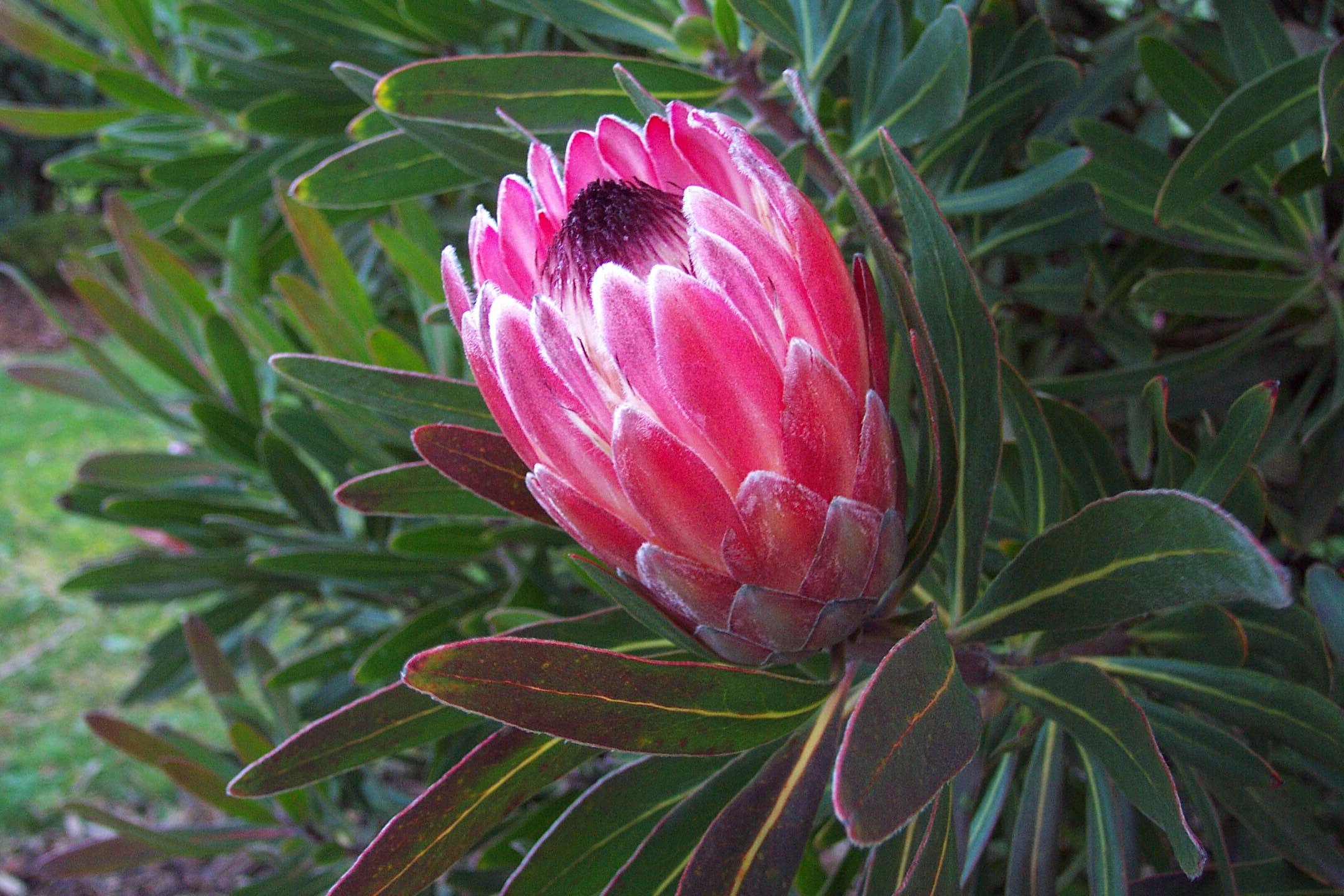Protea 'Pink Ice' – Northcote Nursery