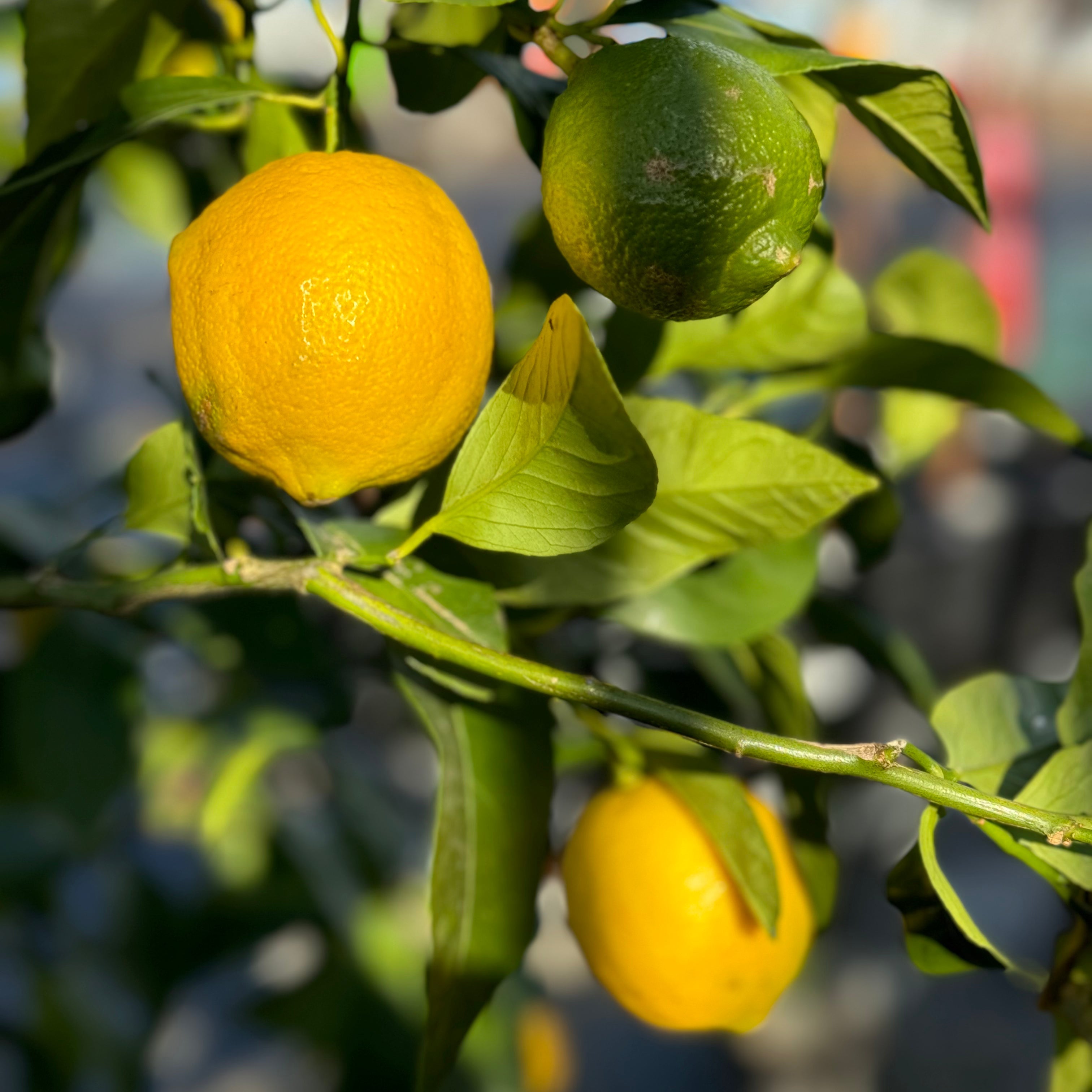 Fruit Trees – Northcote Nursery