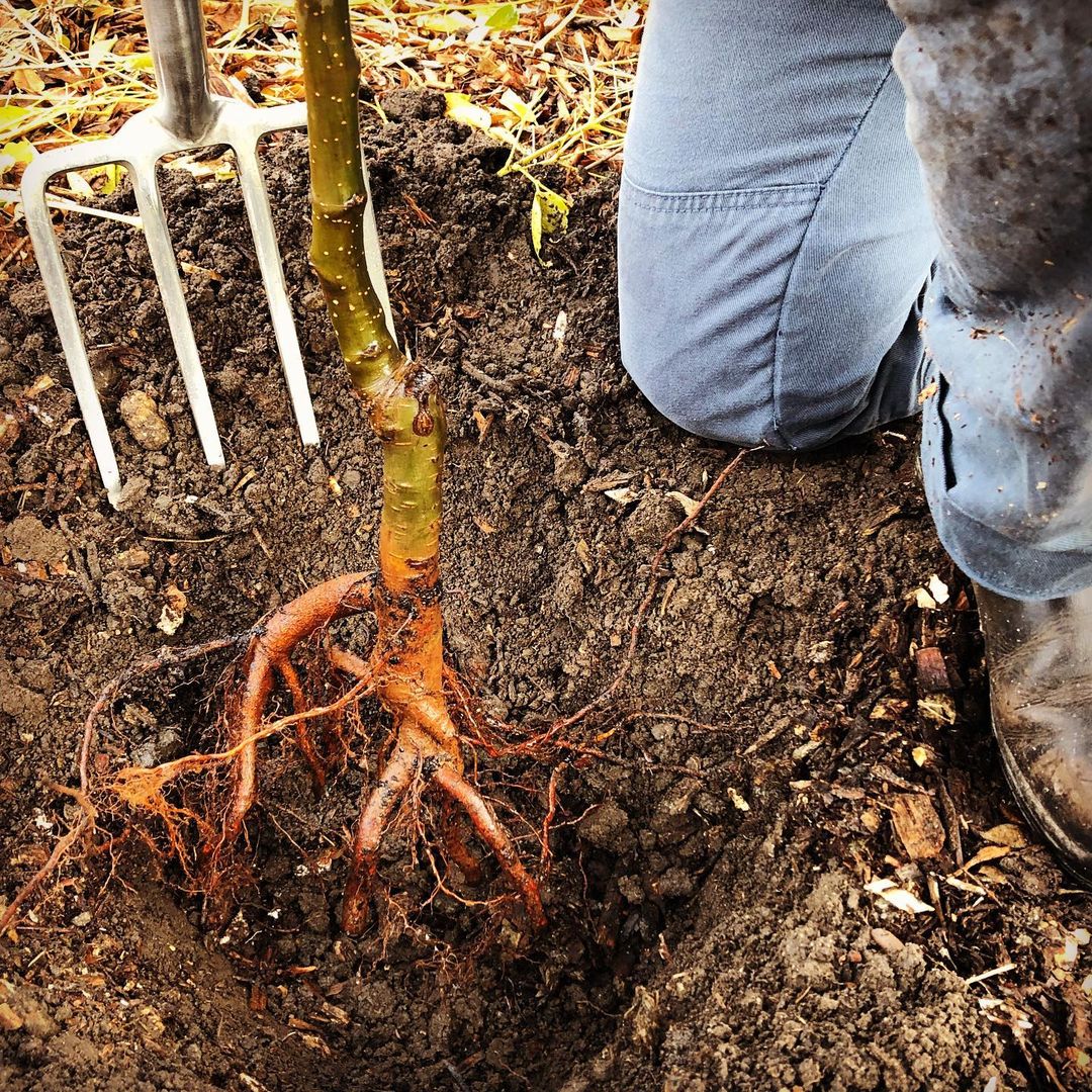 Bare Root – Northcote Nursery