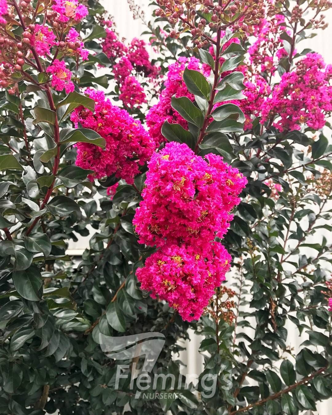 Lagerstroemia 'Plum Magic' The Magic Series – Northcote Nursery