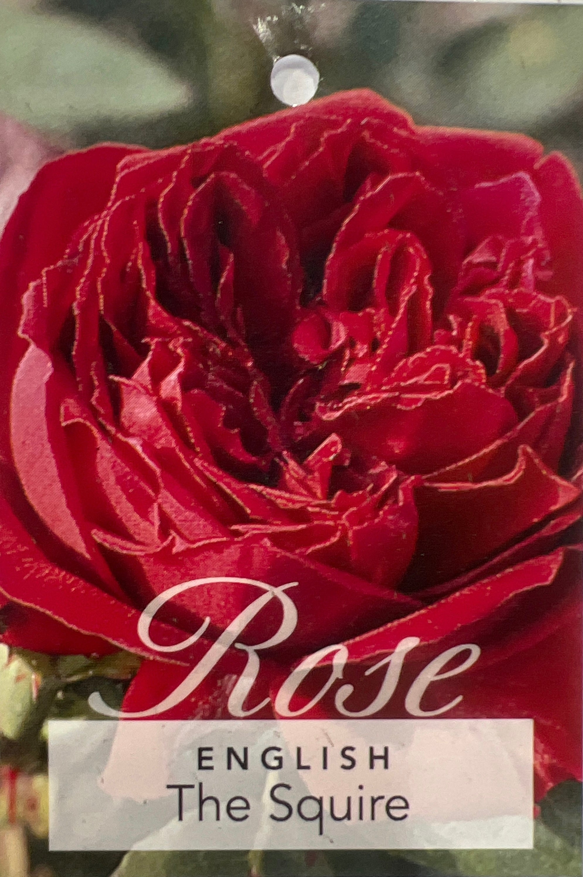 Rose - David Austin 'The Squire' – Northcote Nursery