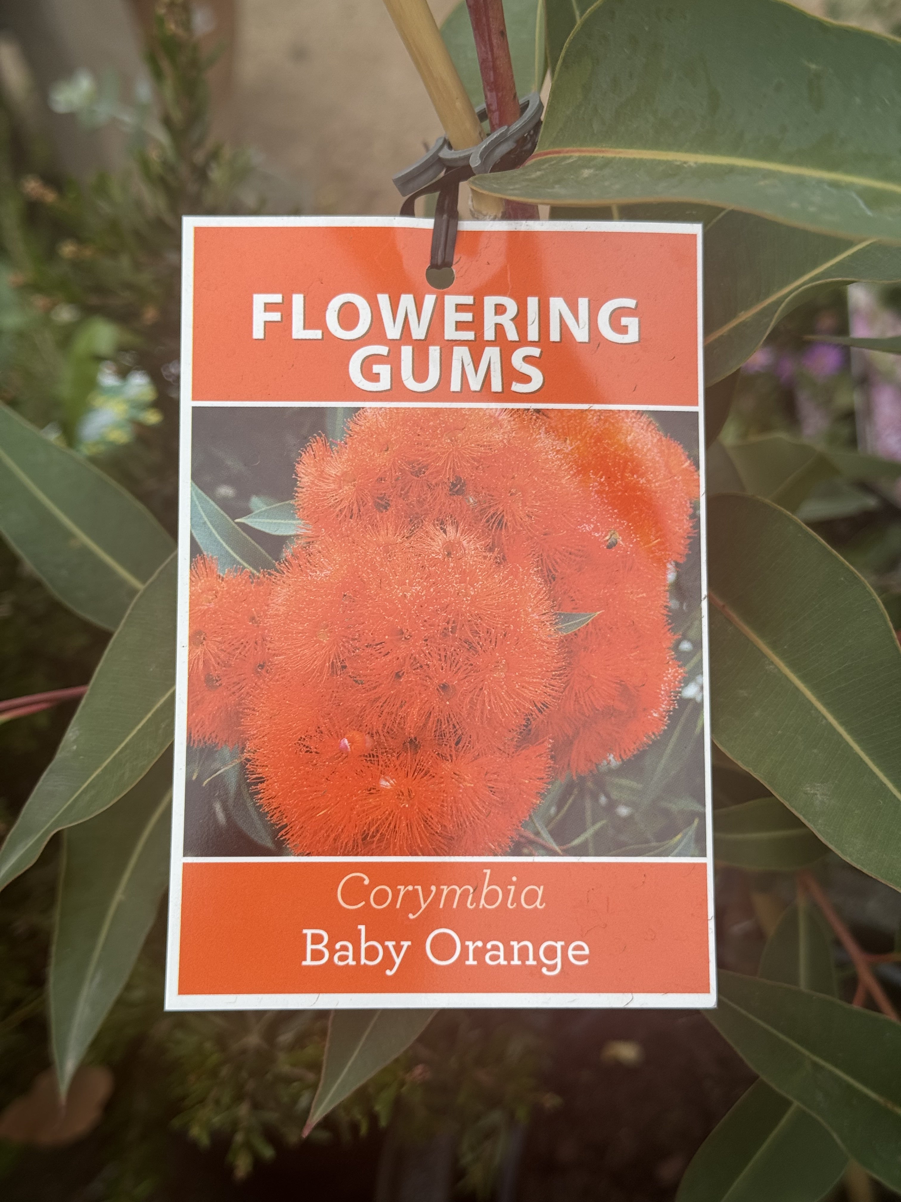 Corymbia ficifolia 'Baby Orange' – Northcote Nursery