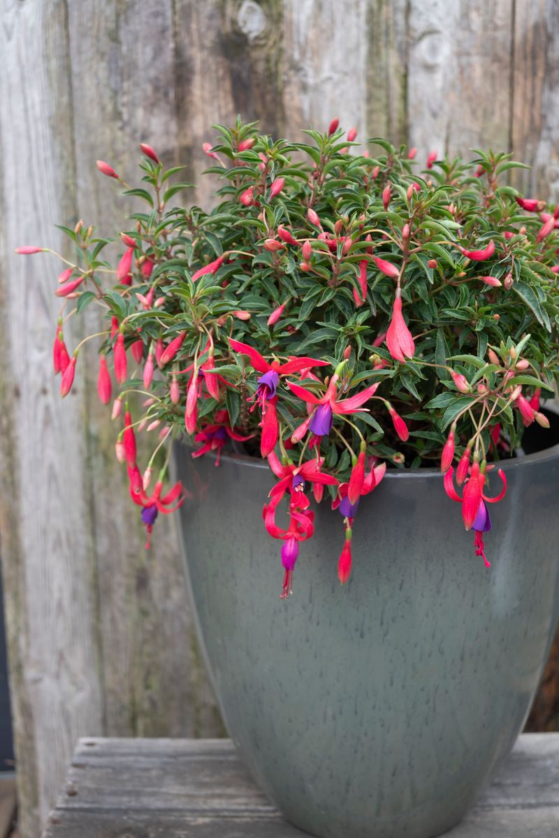 Fuchsia ‘Happy Bells Flirtatious’ – Northcote Nursery