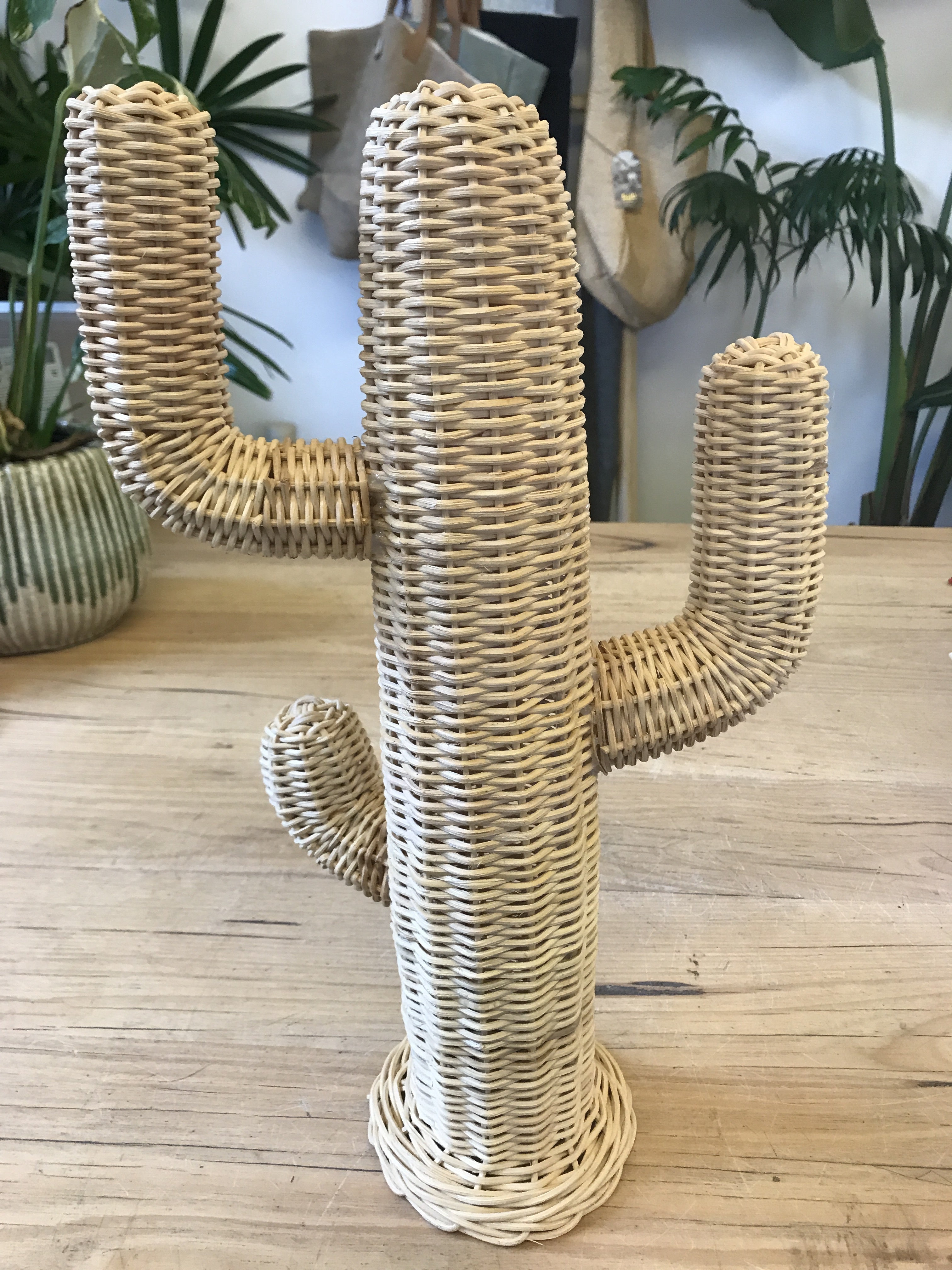 Rattan Suguaro Cacti – Northcote Nursery