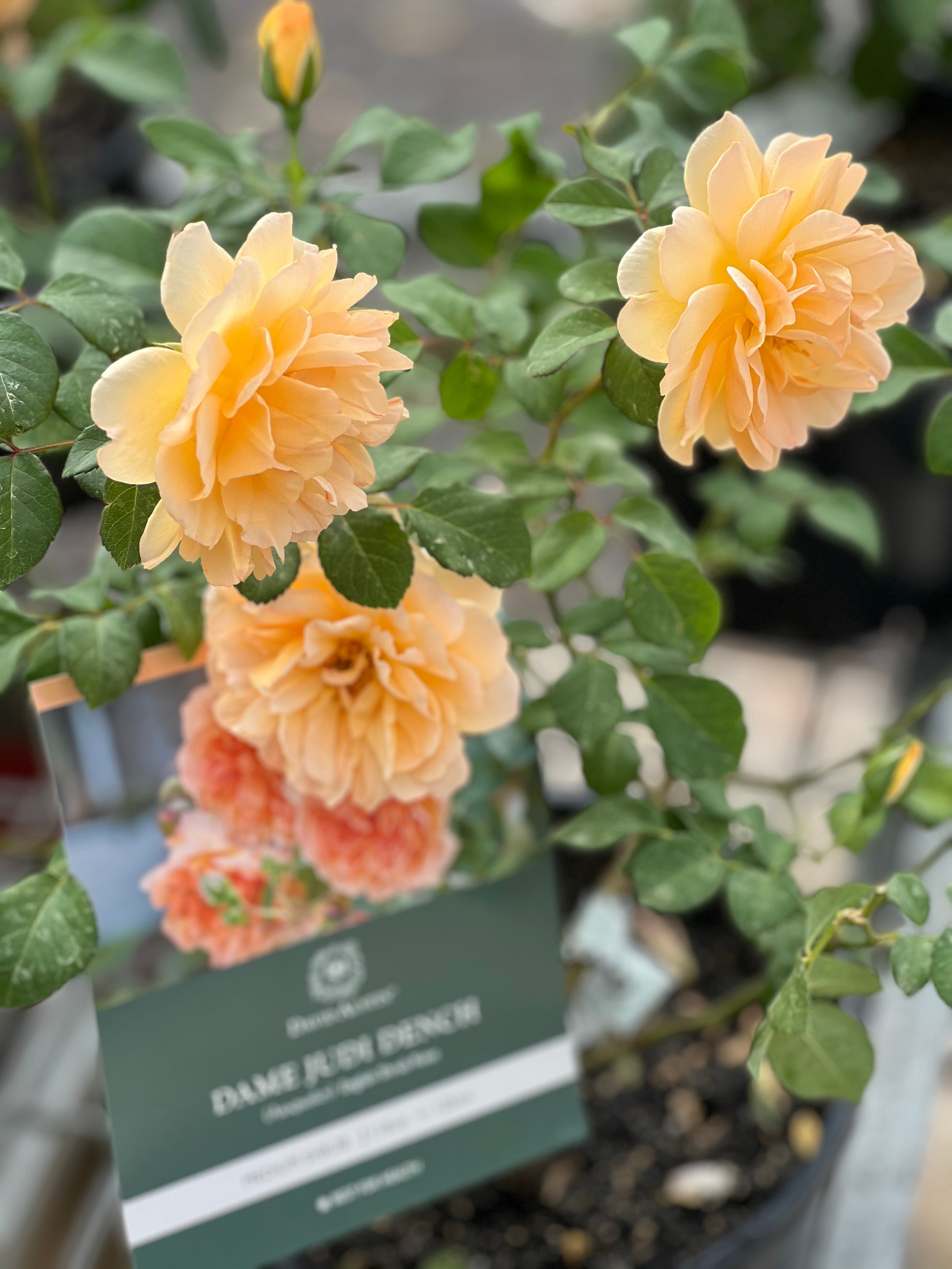 Rose - David Austin 'Dame Judi Dench' – Northcote Nursery