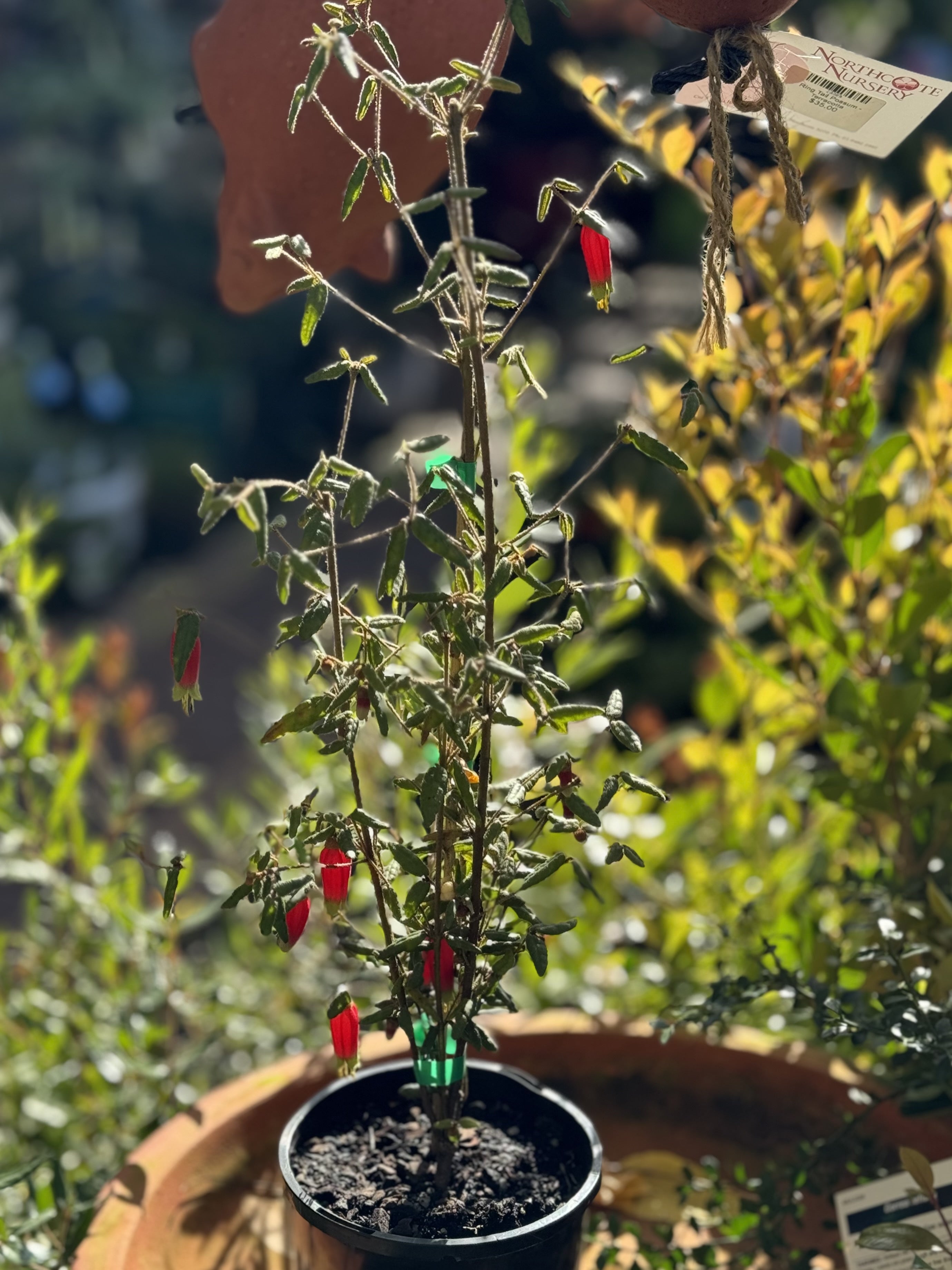 Correa reflexa 'Fat Fred' – Northcote Nursery