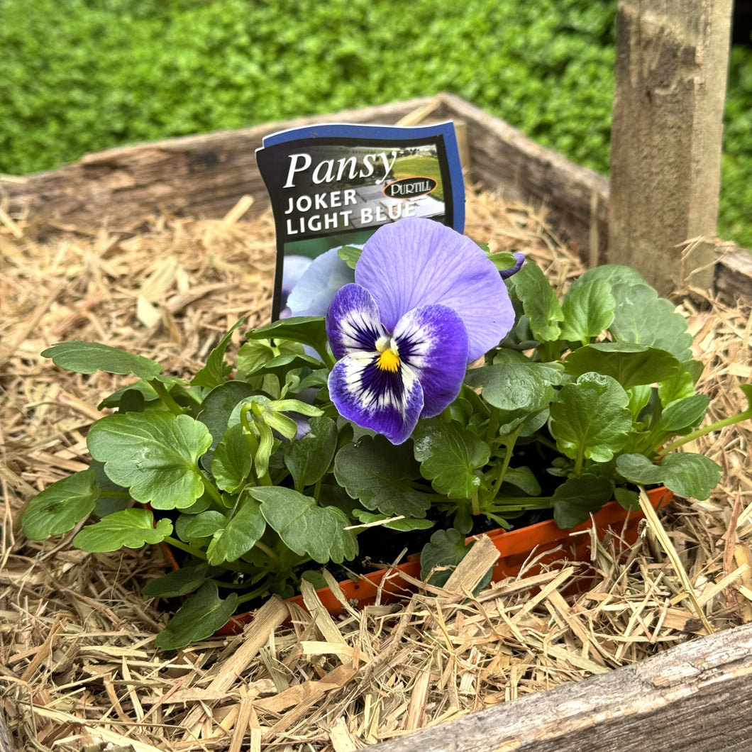 Pansy 'Joker Light Blue' – Northcote Nursery