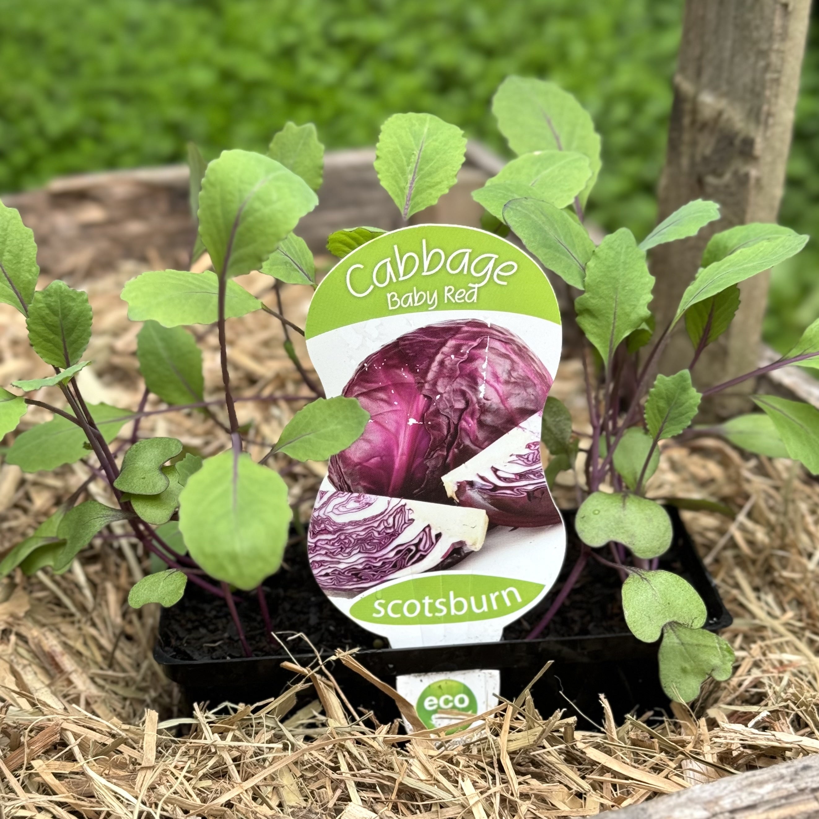 Cabbage 'Red Baby' – Northcote Nursery