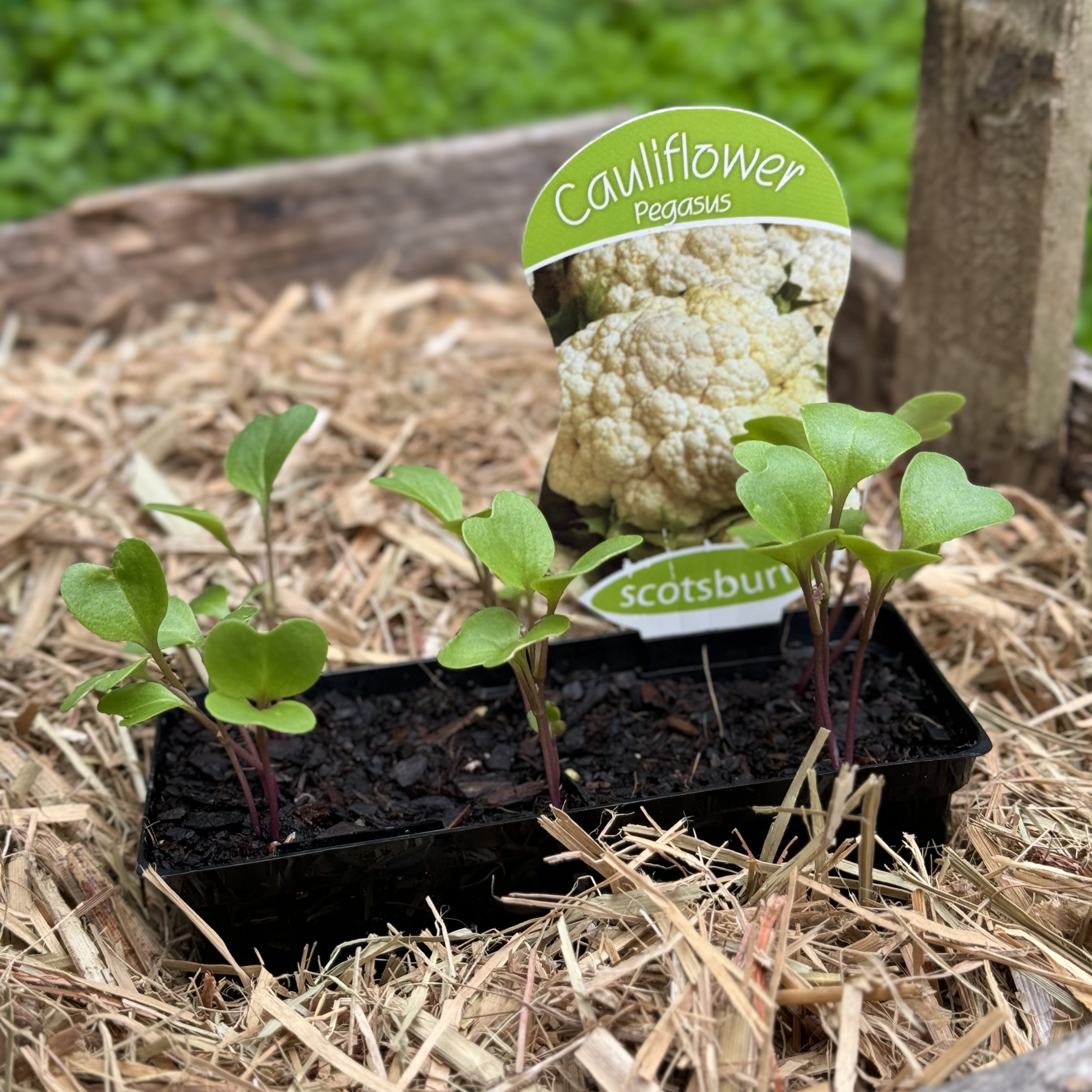 Cauliflower ‘Pegasus’ – Northcote Nursery