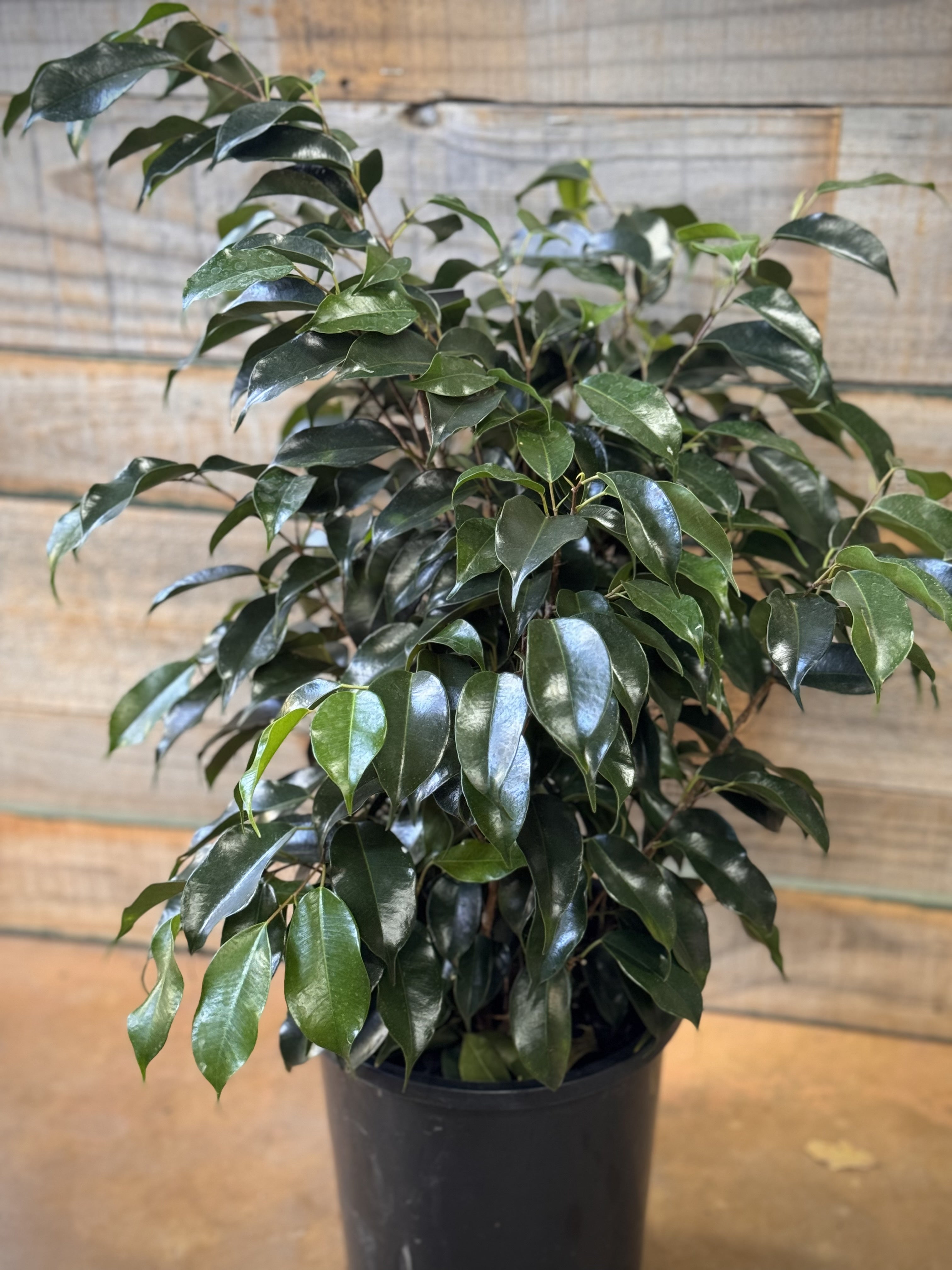 Ficus benjamina 'Midnight Beauty' – Northcote Nursery