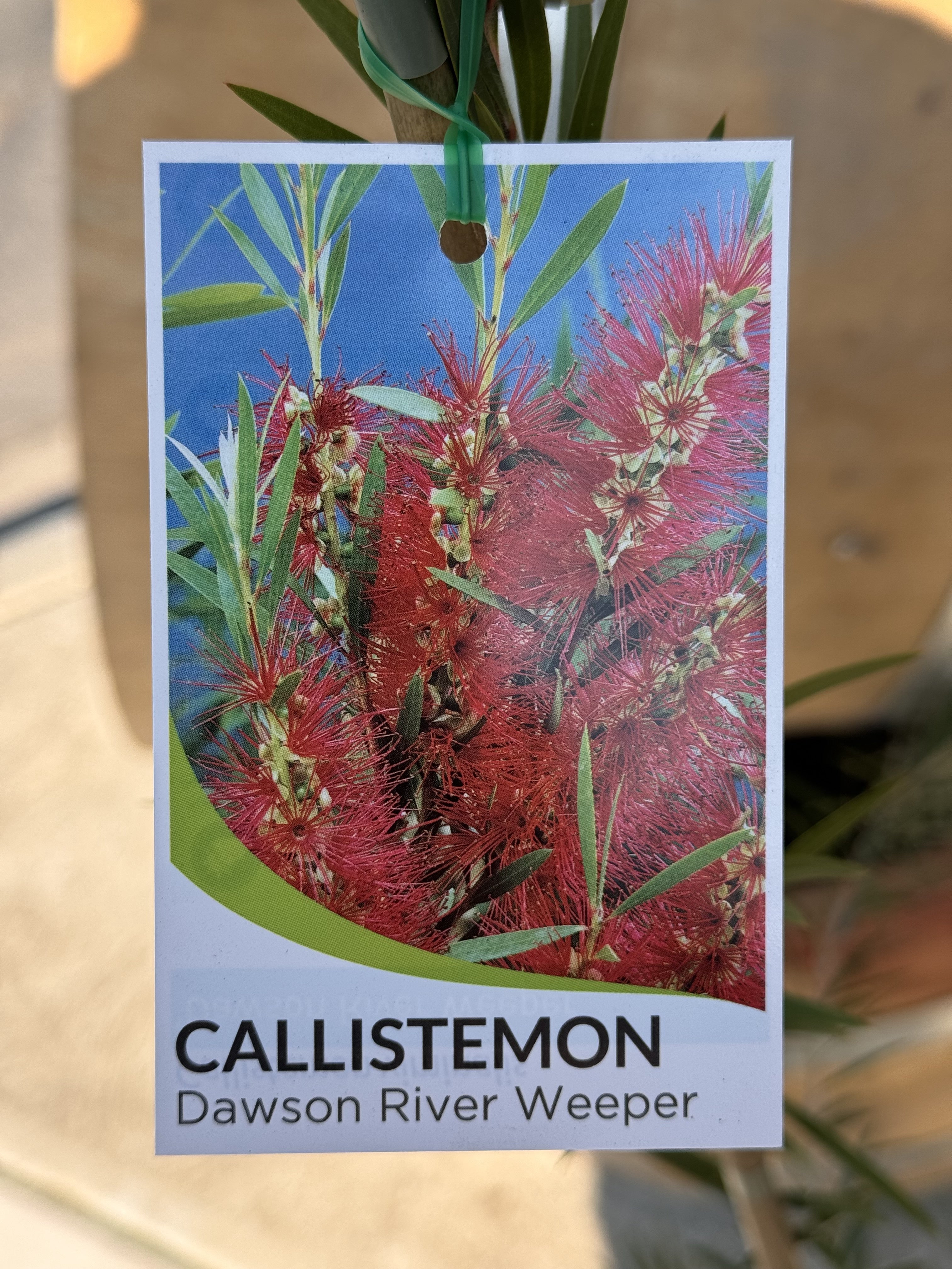 Callistemon viminalis 'Dawson River Weeper' – Northcote Nursery