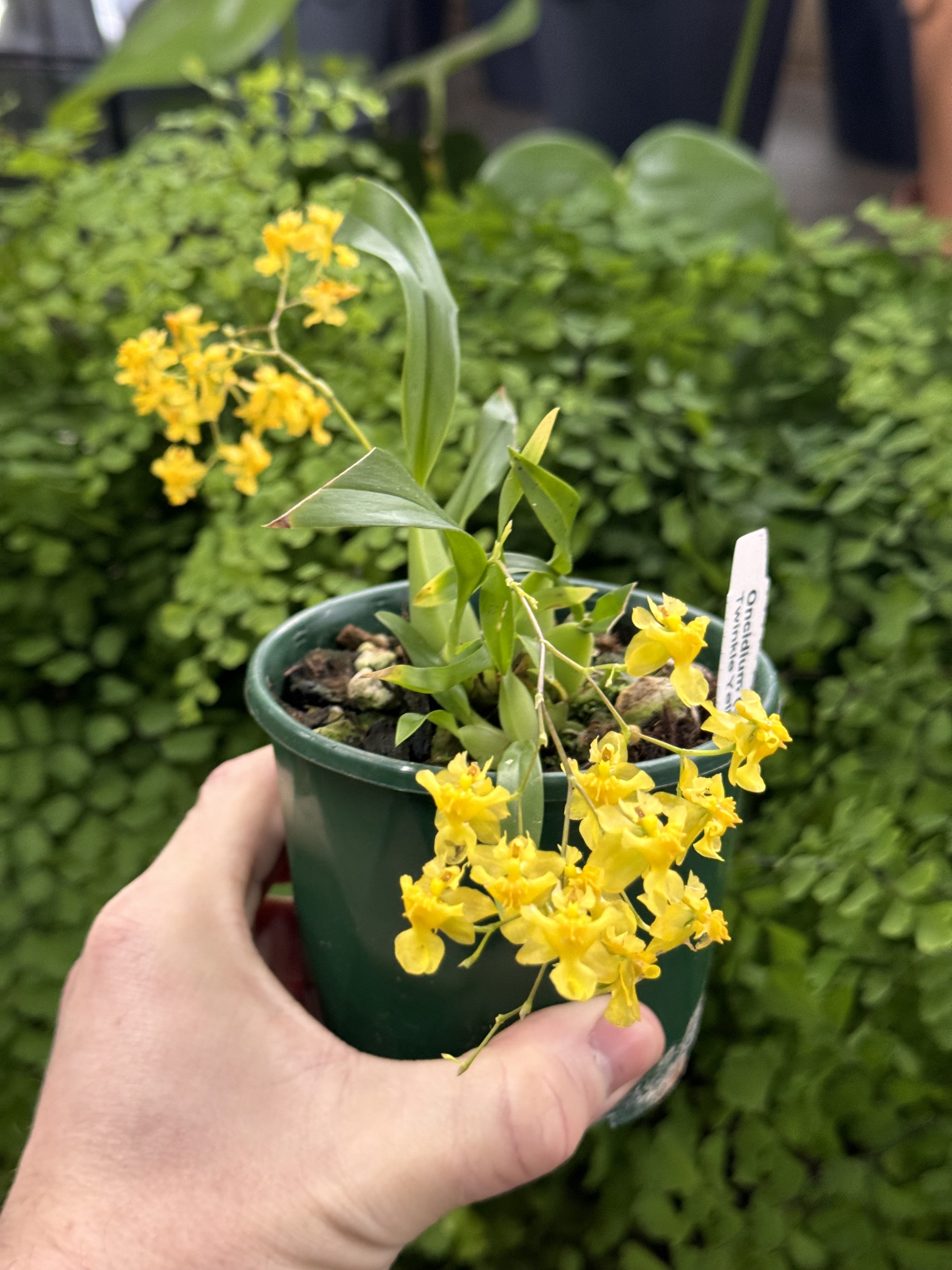 Oncidium 'Twinkle Yellow' – Northcote Nursery