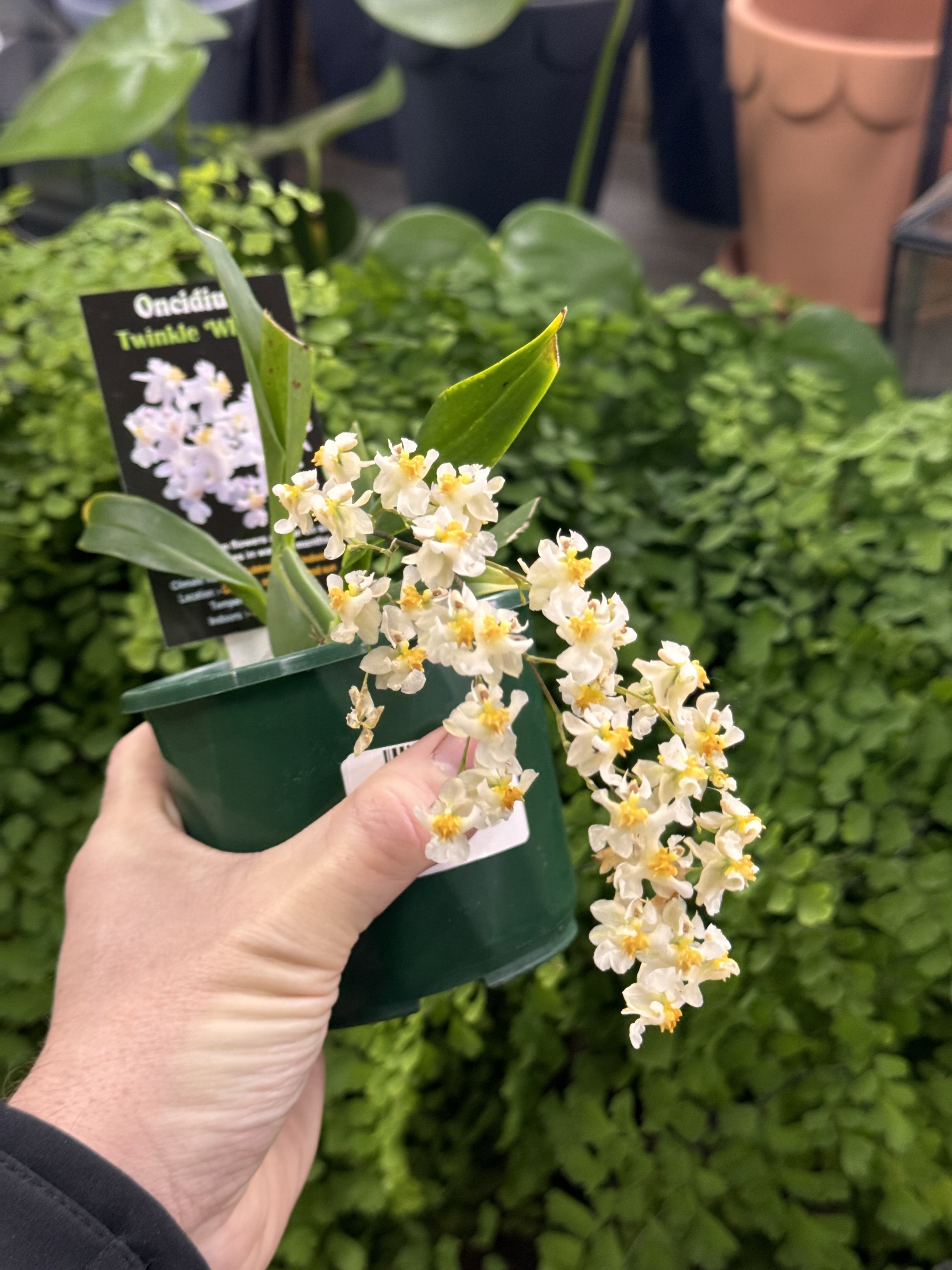 Oncidium 'Twinkle White' – Northcote Nursery