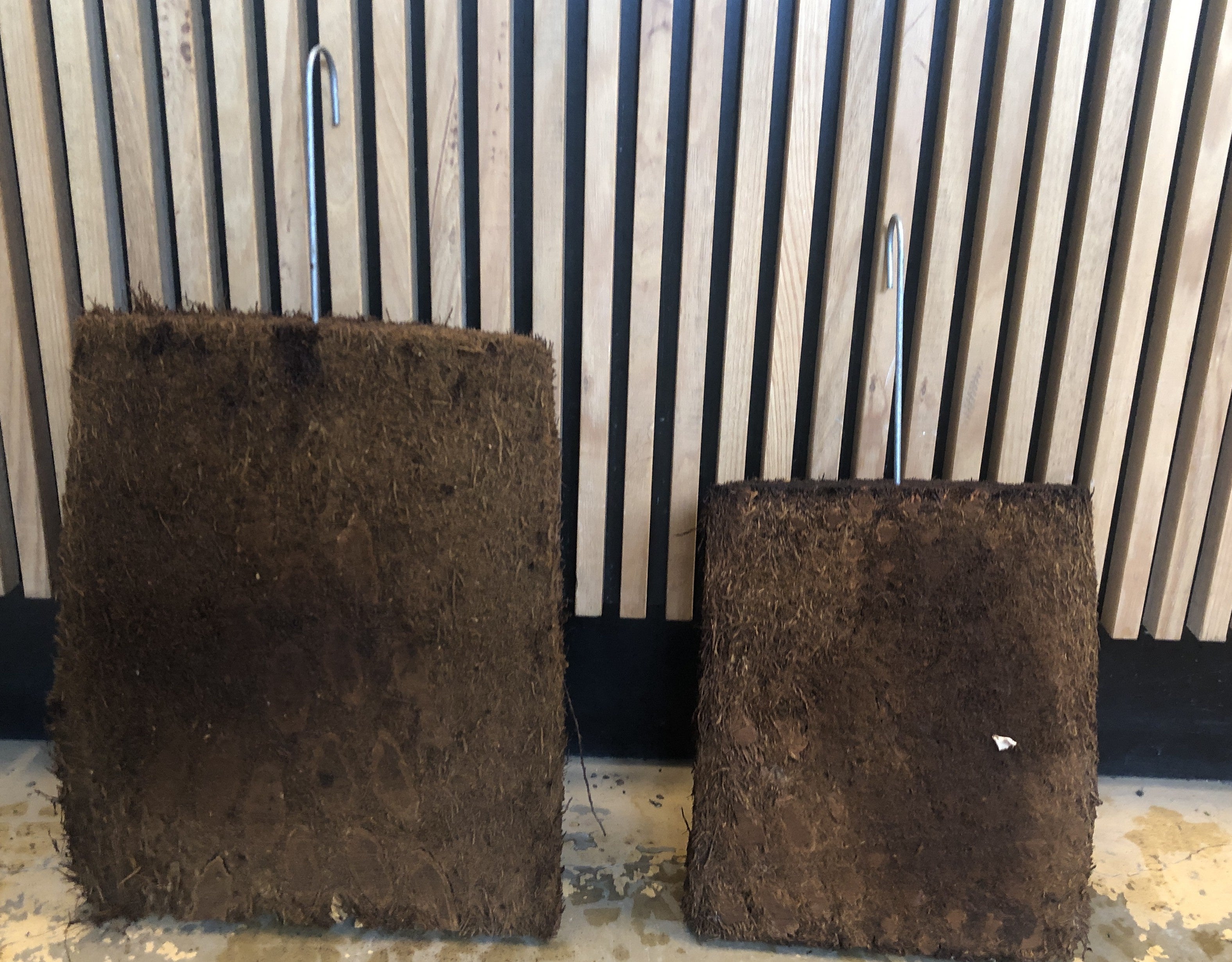 Tree Fern Mount Oblong with Hook – Northcote Nursery