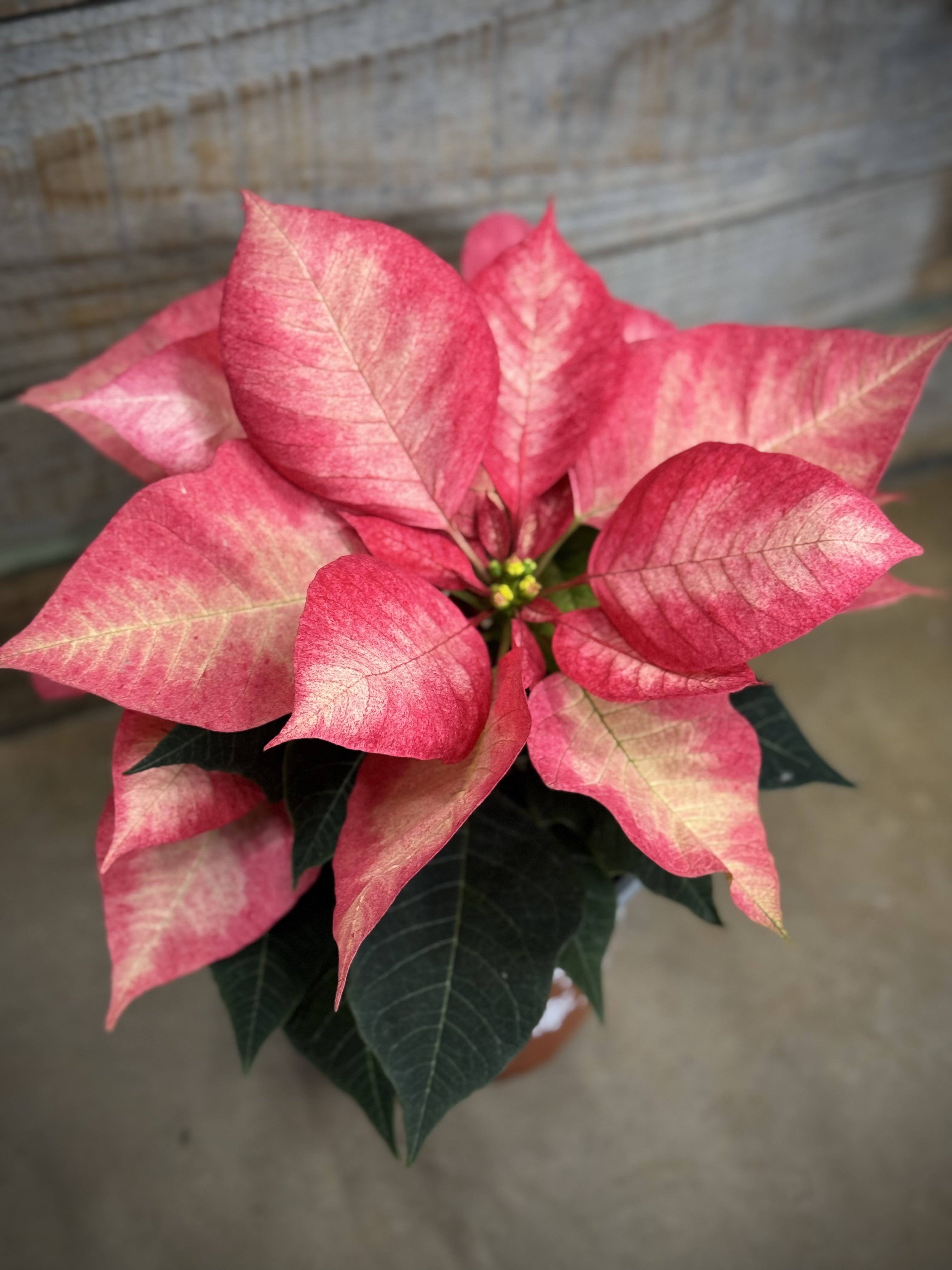 Poinsettia - Ice Crystal – Northcote Nursery