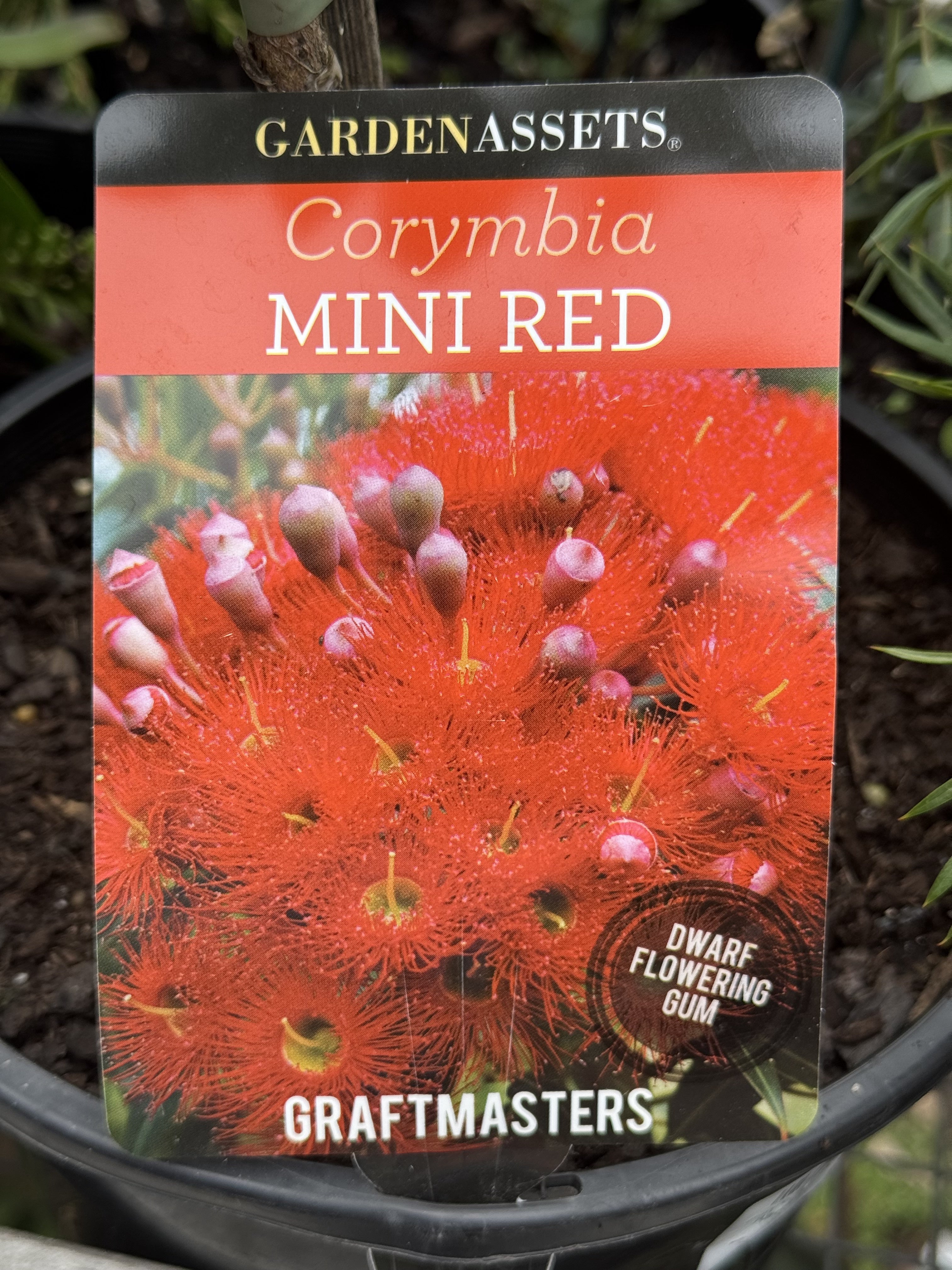 Corymbia ficifolia 'Mini Red' – Northcote Nursery