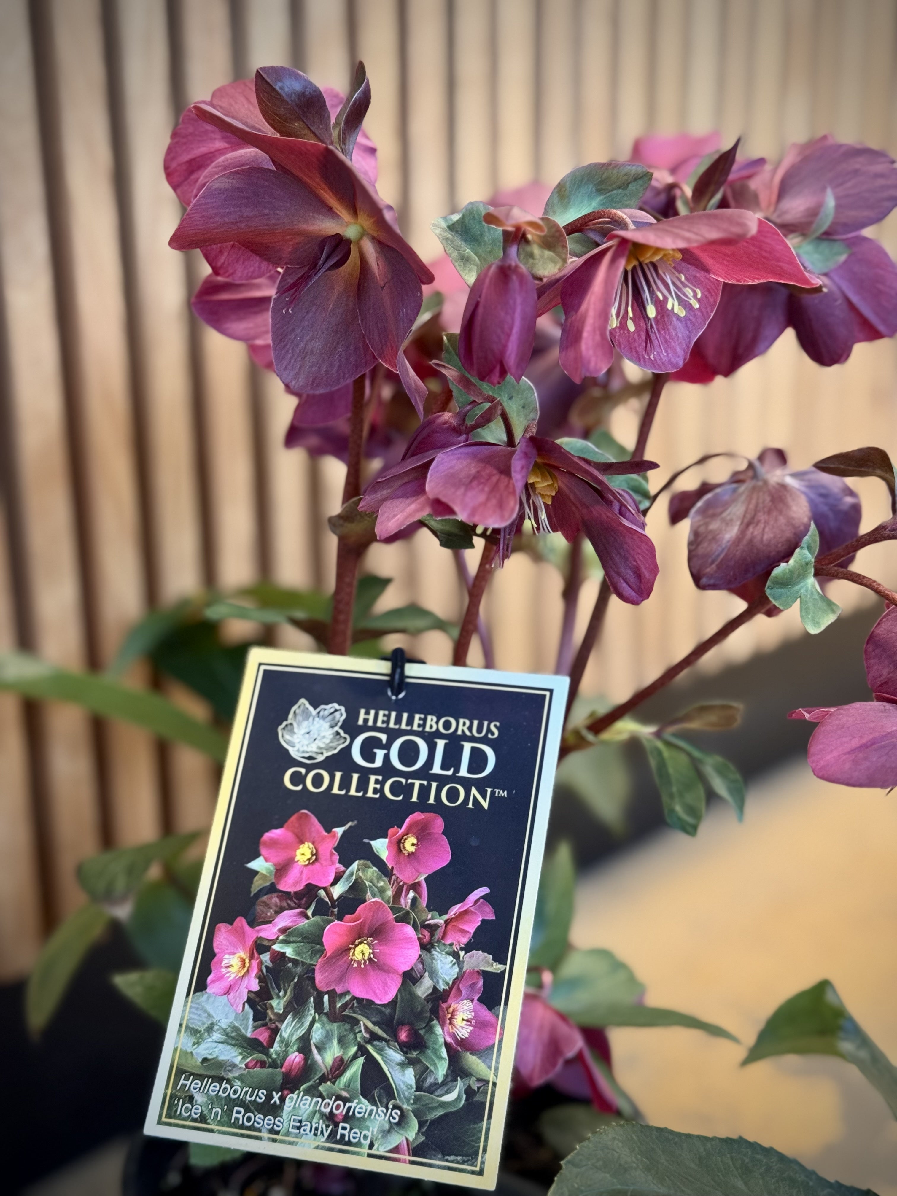 Helleborus 'Ice n Roses Early Red' – Northcote Nursery