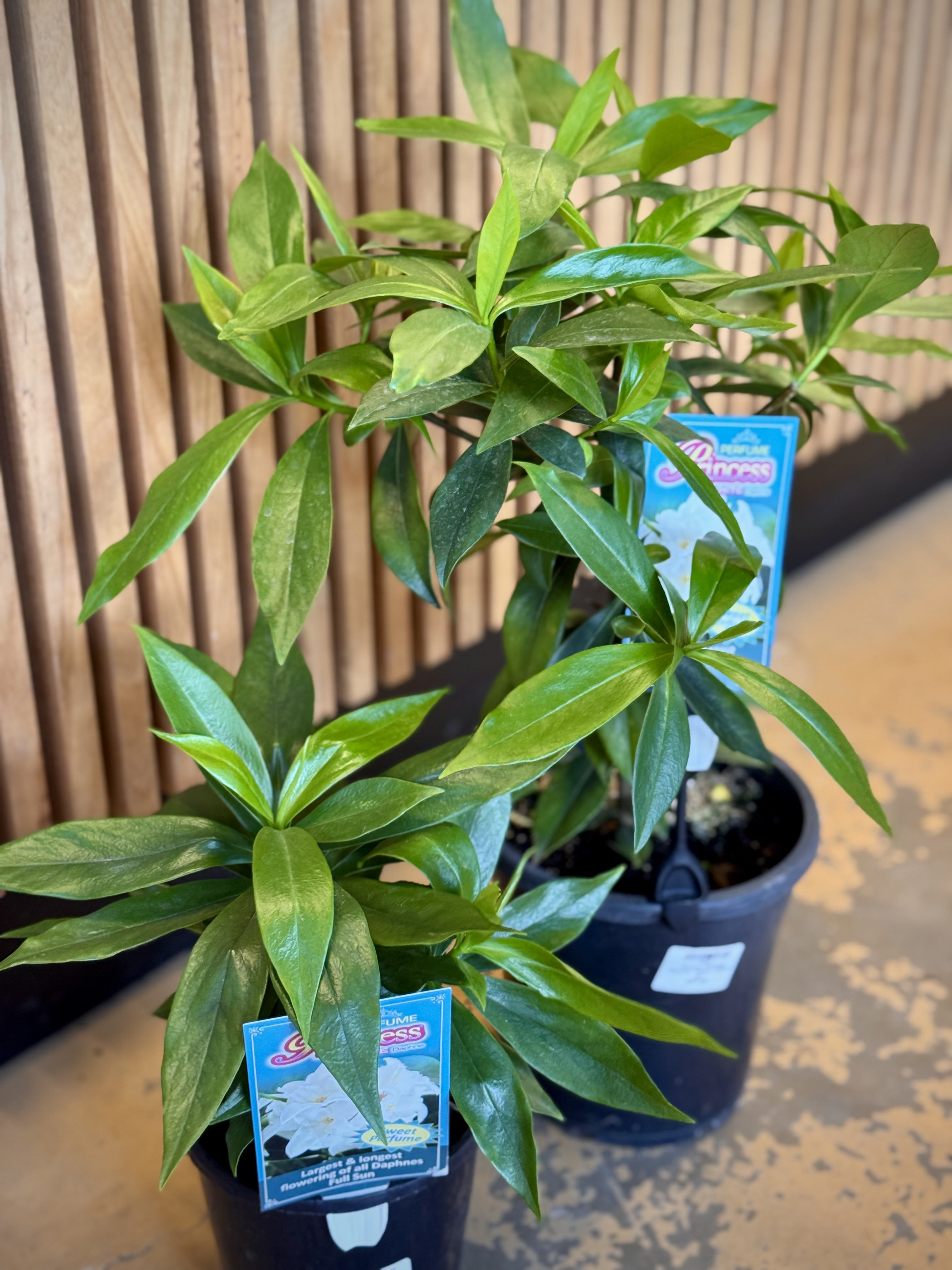 Daphne 'Perfume Princess' White – Northcote Nursery