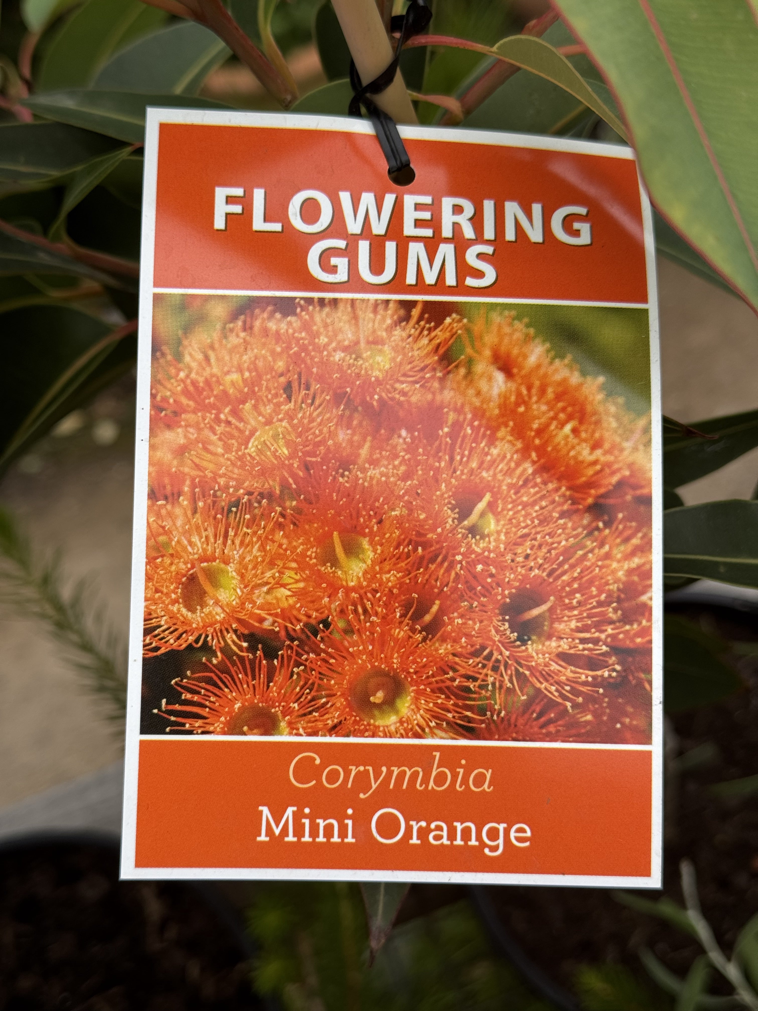 Corymbia ficifolia 'Mini Orange' – Northcote Nursery