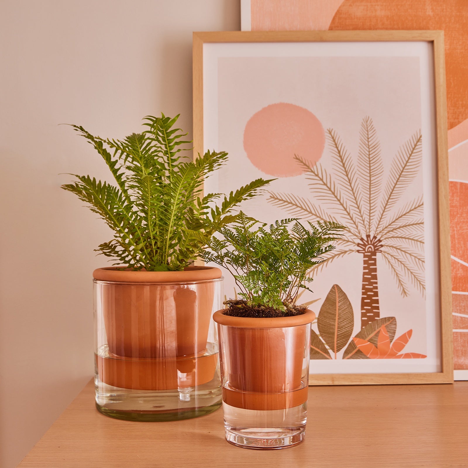 Koda Pot – Northcote Nursery