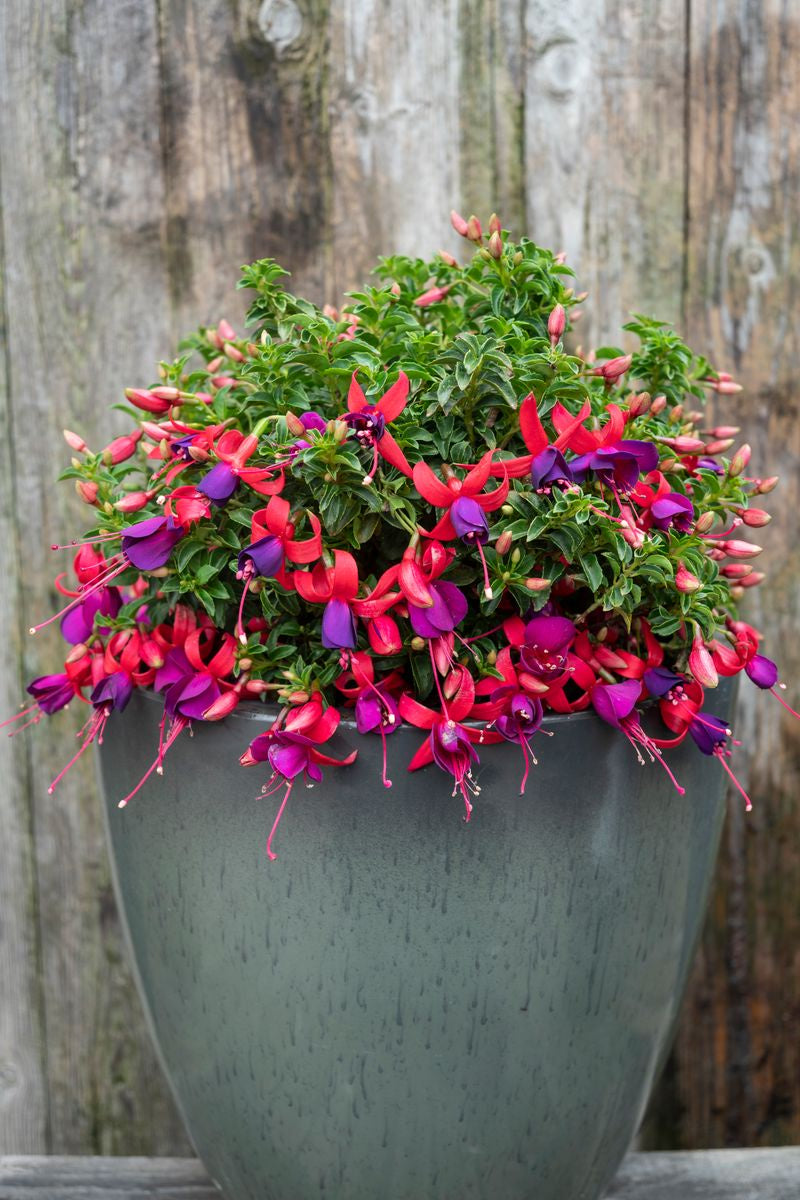 Fuchsia ‘Happy Bells Vivacious’ – Northcote Nursery