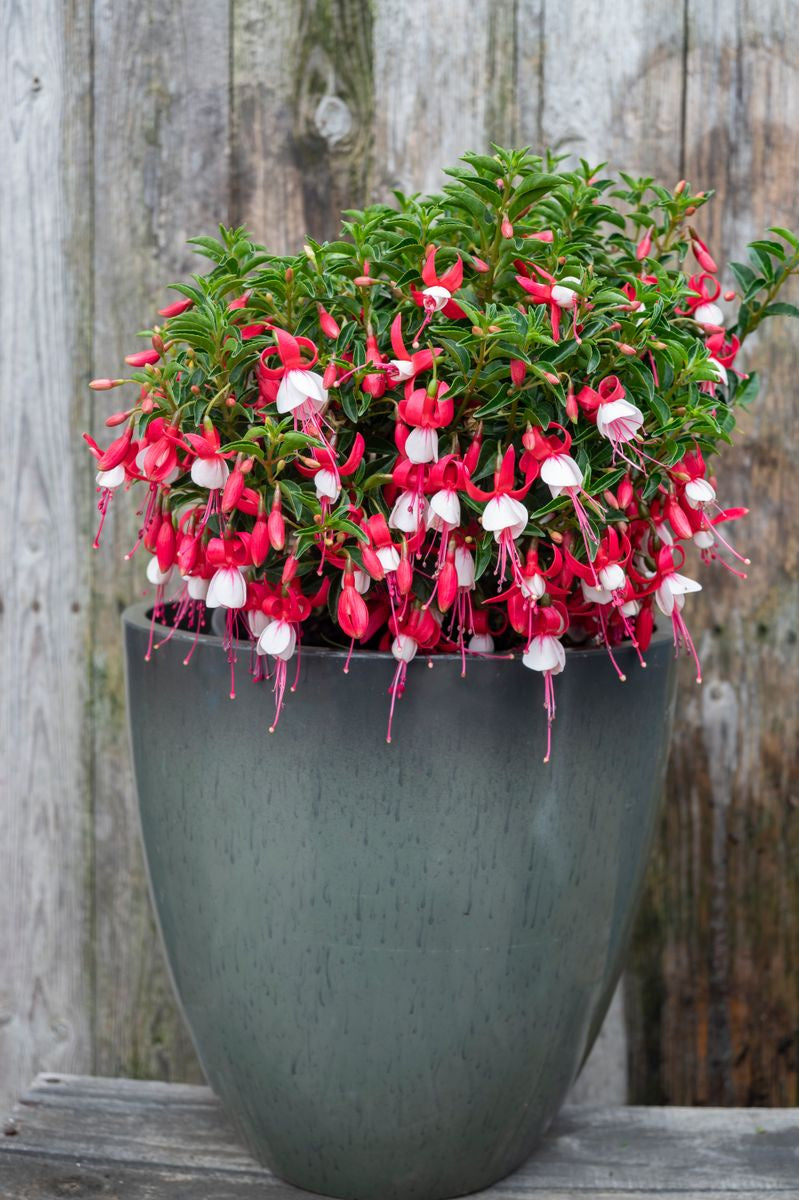 Fuchsia ‘Happy Bells Cheerful’ – Northcote Nursery
