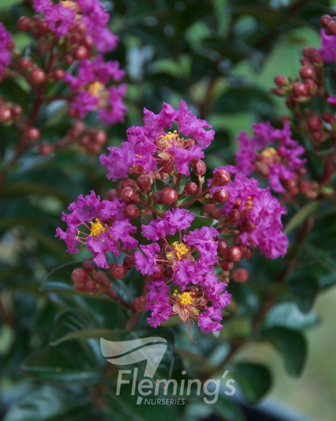 Lagerstroemia 'Purple Magic' The Magic Series – Northcote Nursery