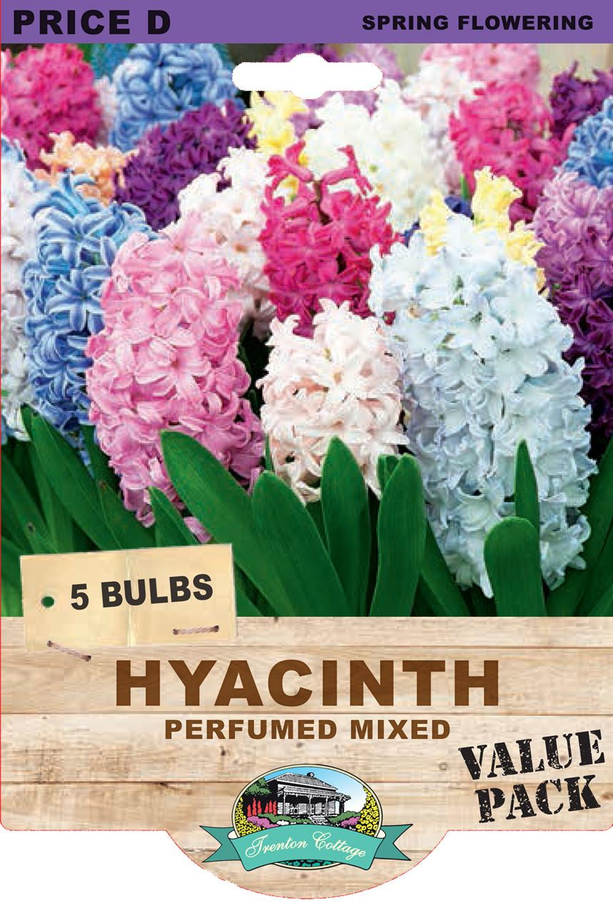 Hyacinth 'Perfume Mixed' – Northcote Nursery