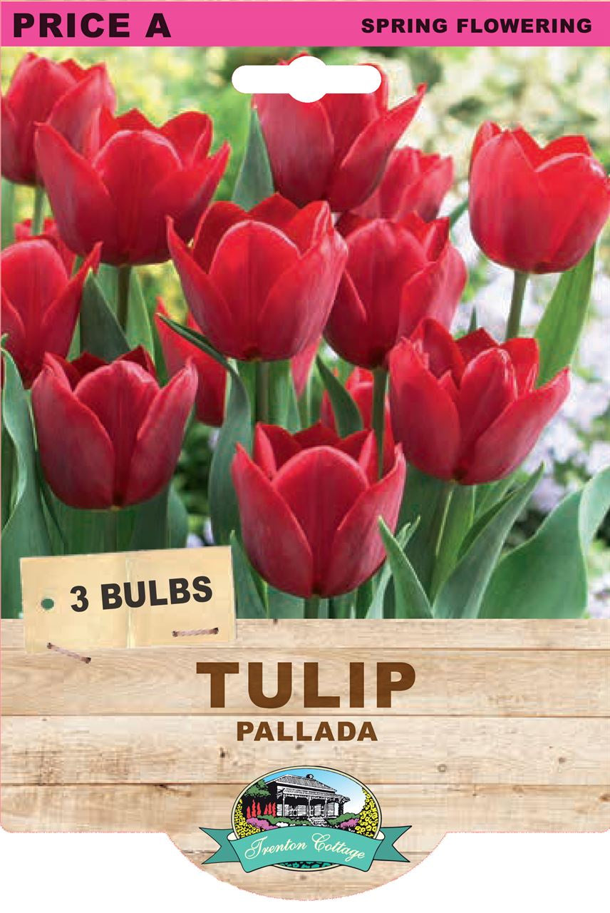 Tulip 'Pallada' – Northcote Nursery