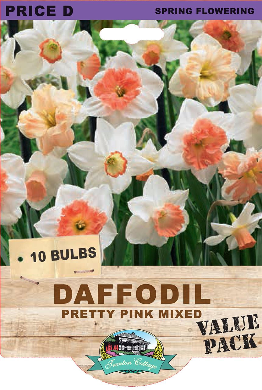 Daffodil 'Pretty Pink Mixed' – Northcote Nursery