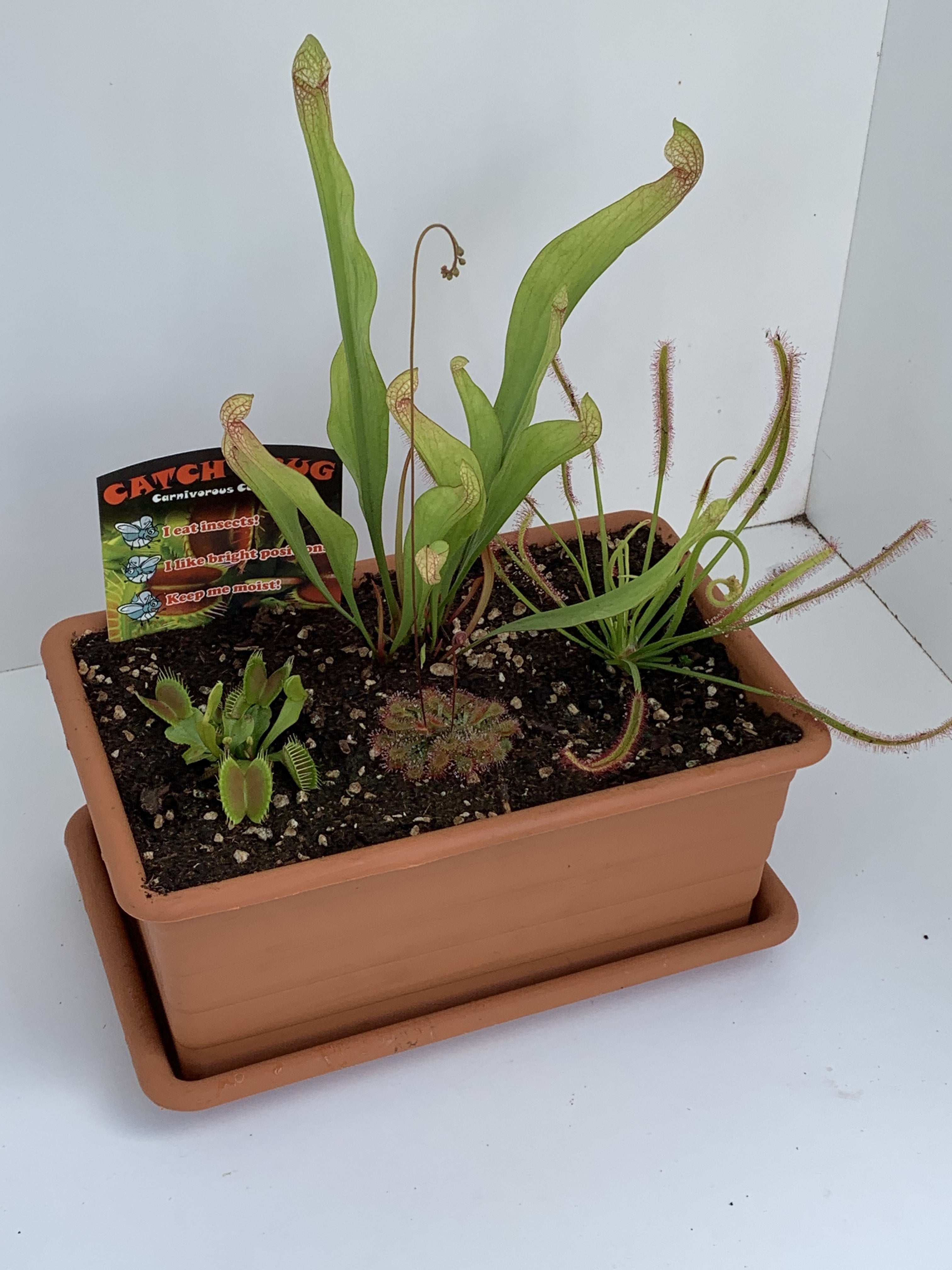 Carnivorous Collection window box – Northcote Nursery