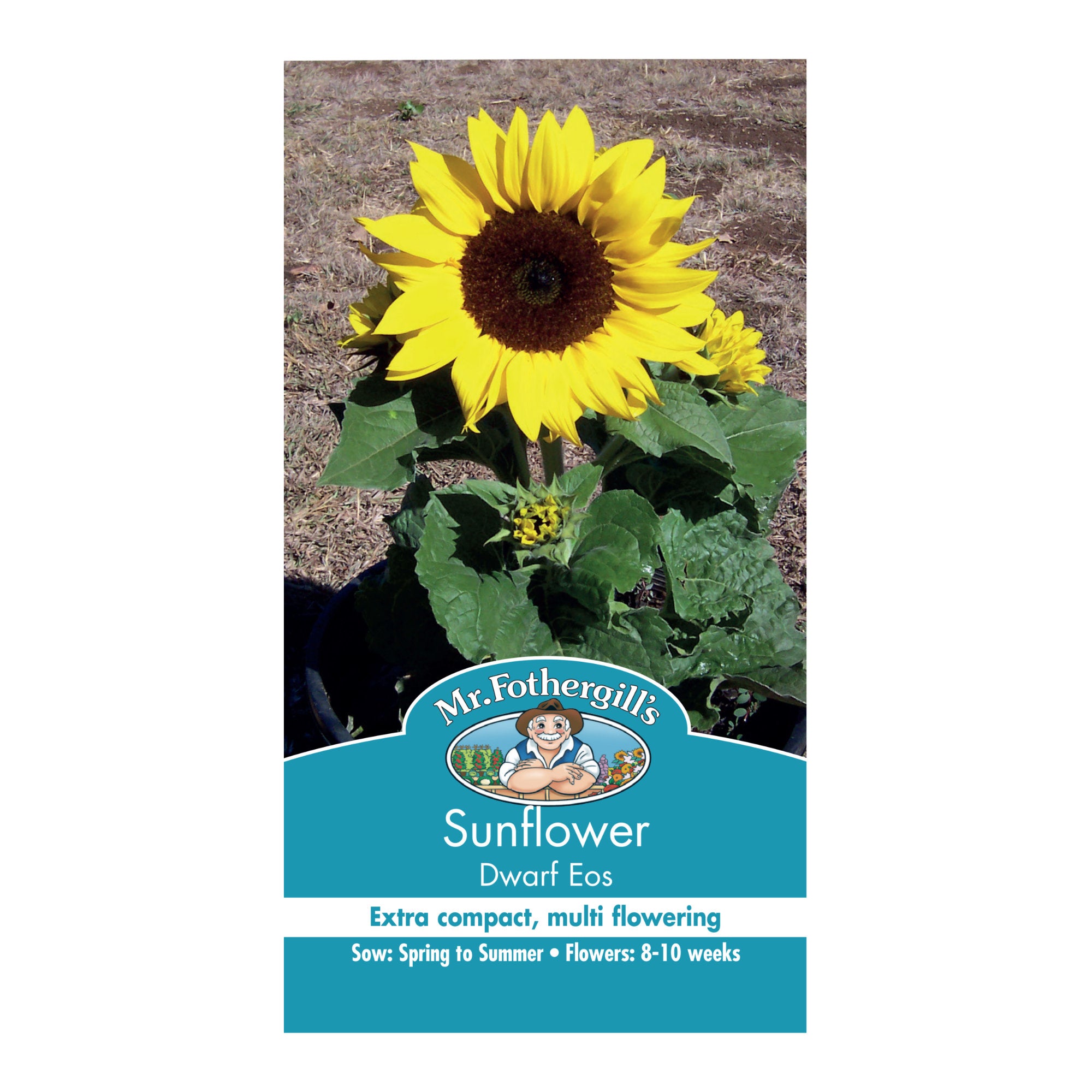 Sunflower 'Dwarf Eos' seeds – Northcote Nursery