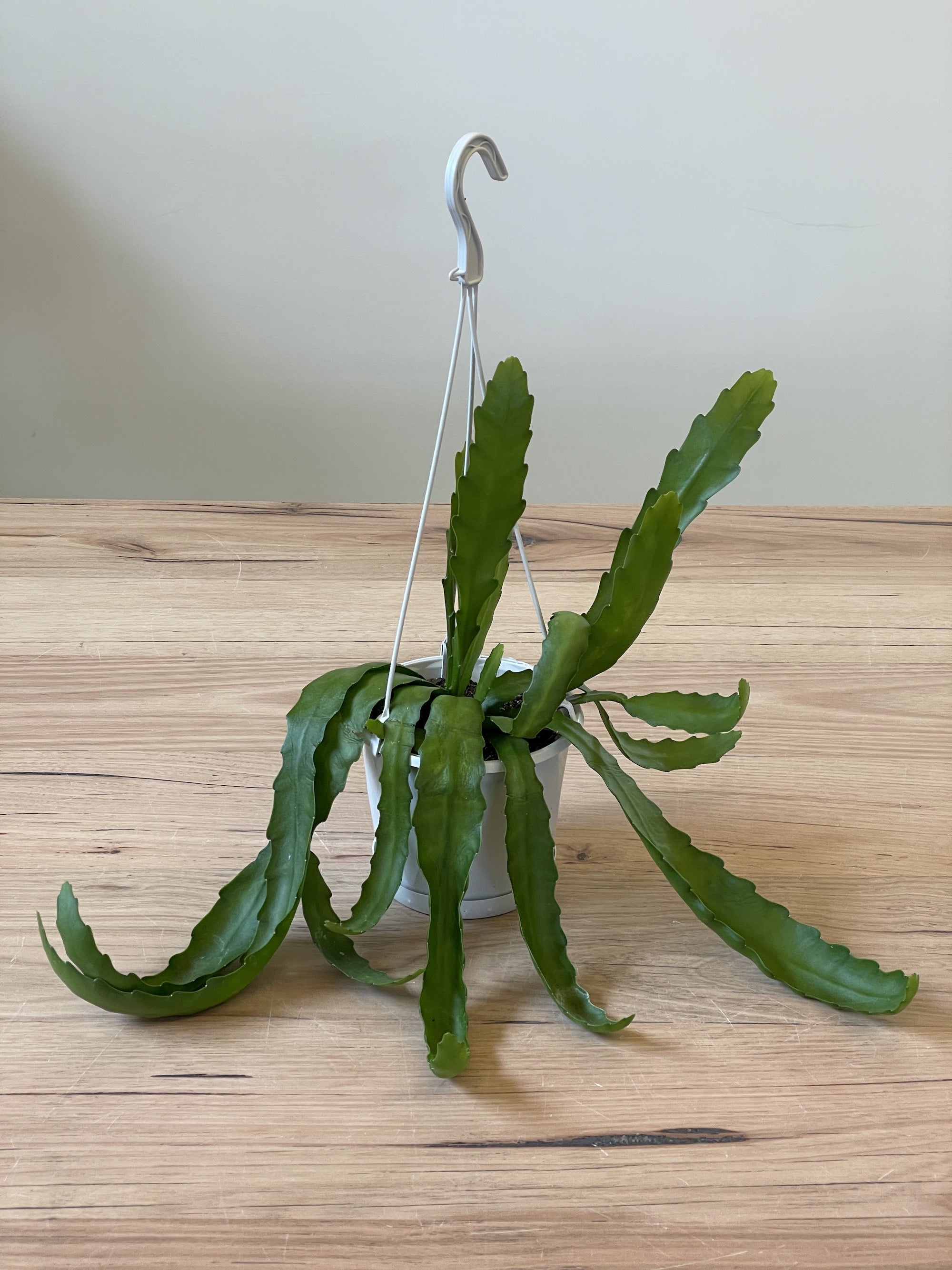 Disocactus nelsonii – Northcote Nursery