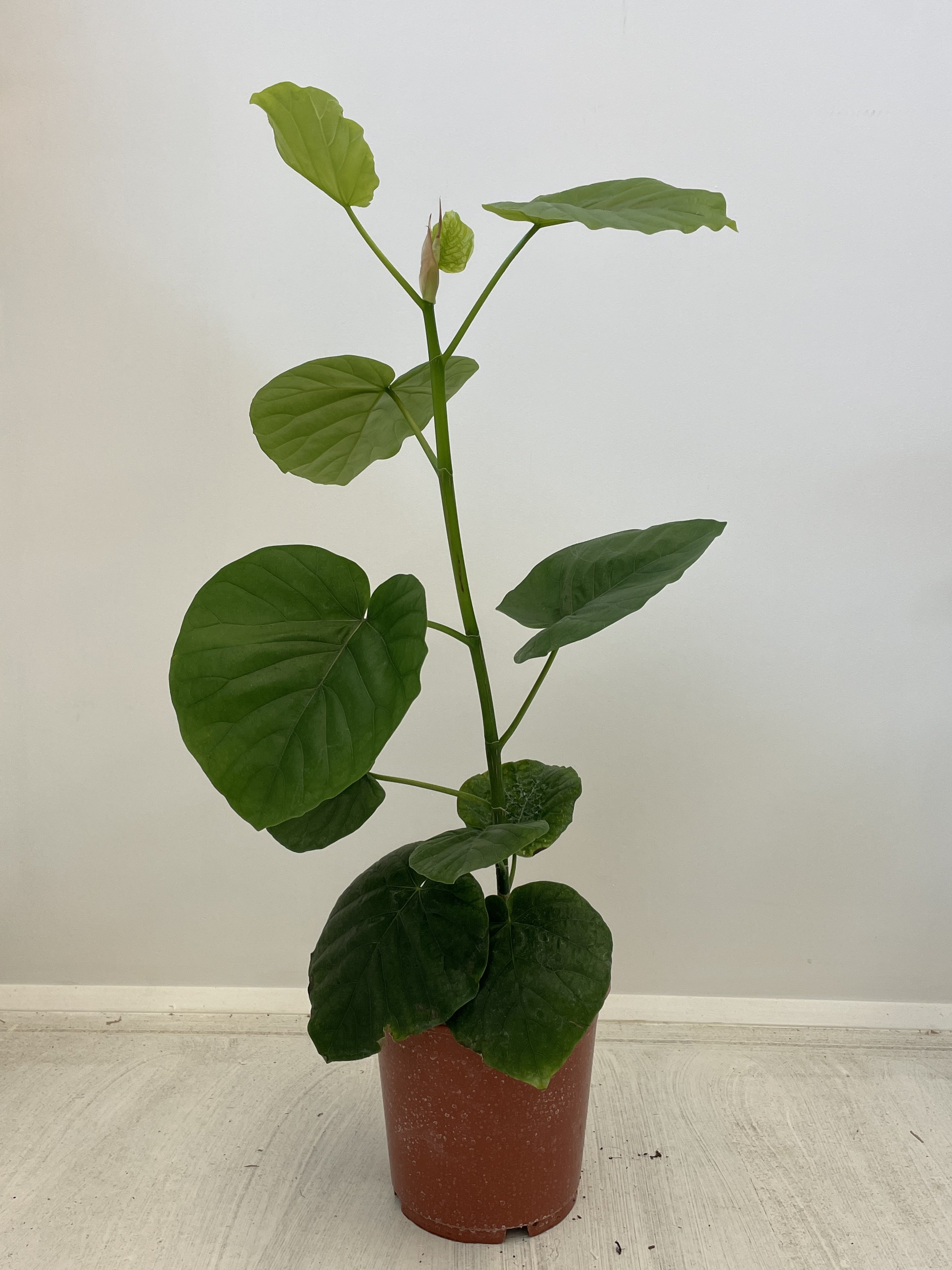 Ficus umbellata – Northcote Nursery