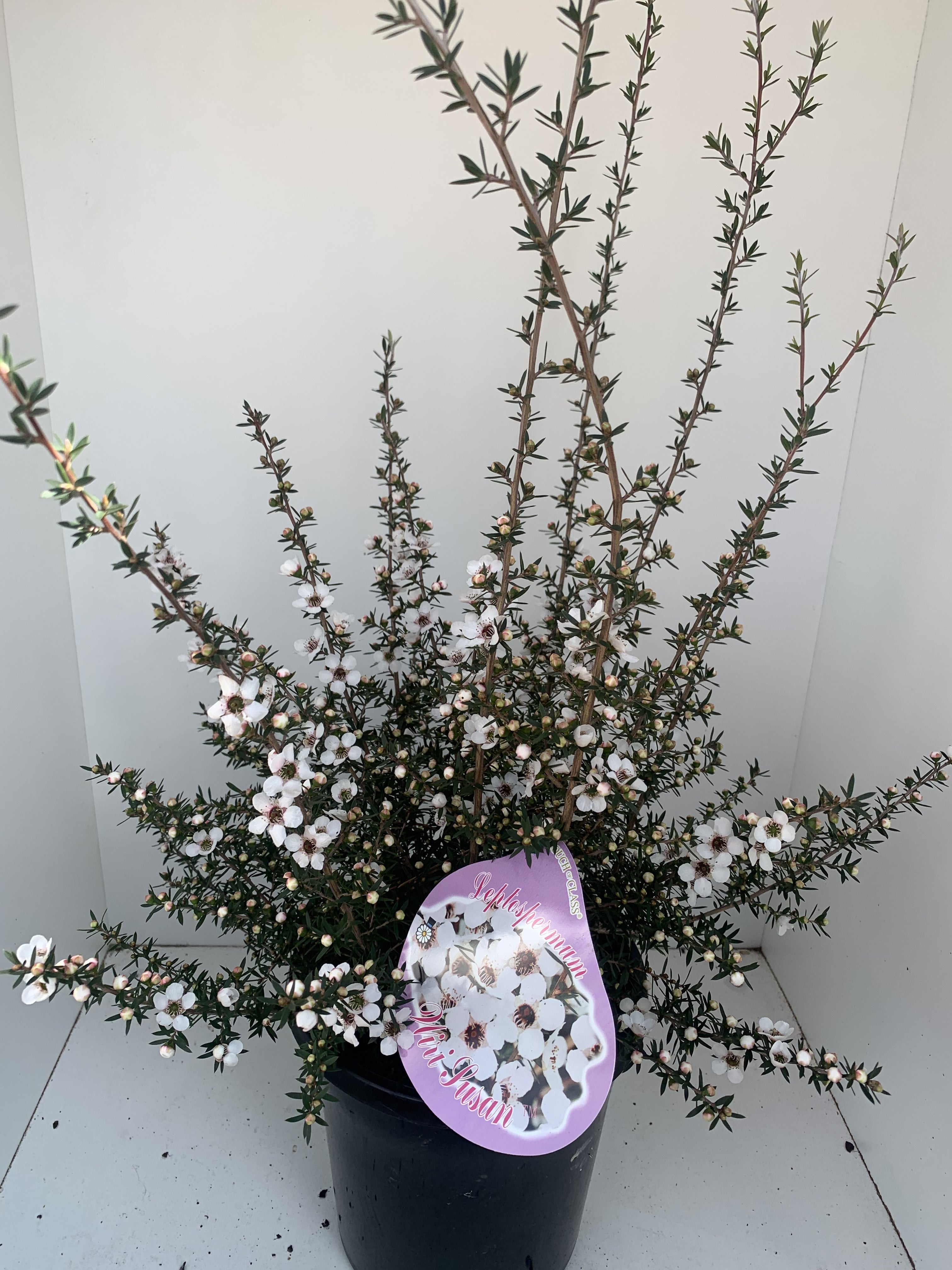 Leptospermum Wiri Susan – Northcote Nursery