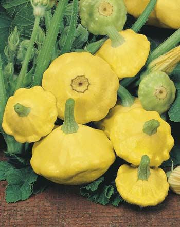Squash ‘Yellow Scallop’ seeds – Northcote Nursery