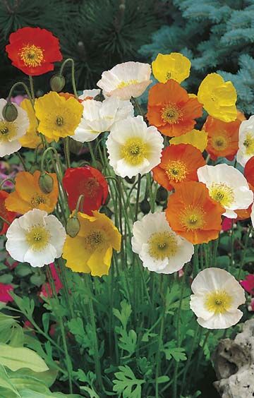 Poppy 'Iceland' Mixed Colours Seeds – Northcote Nursery