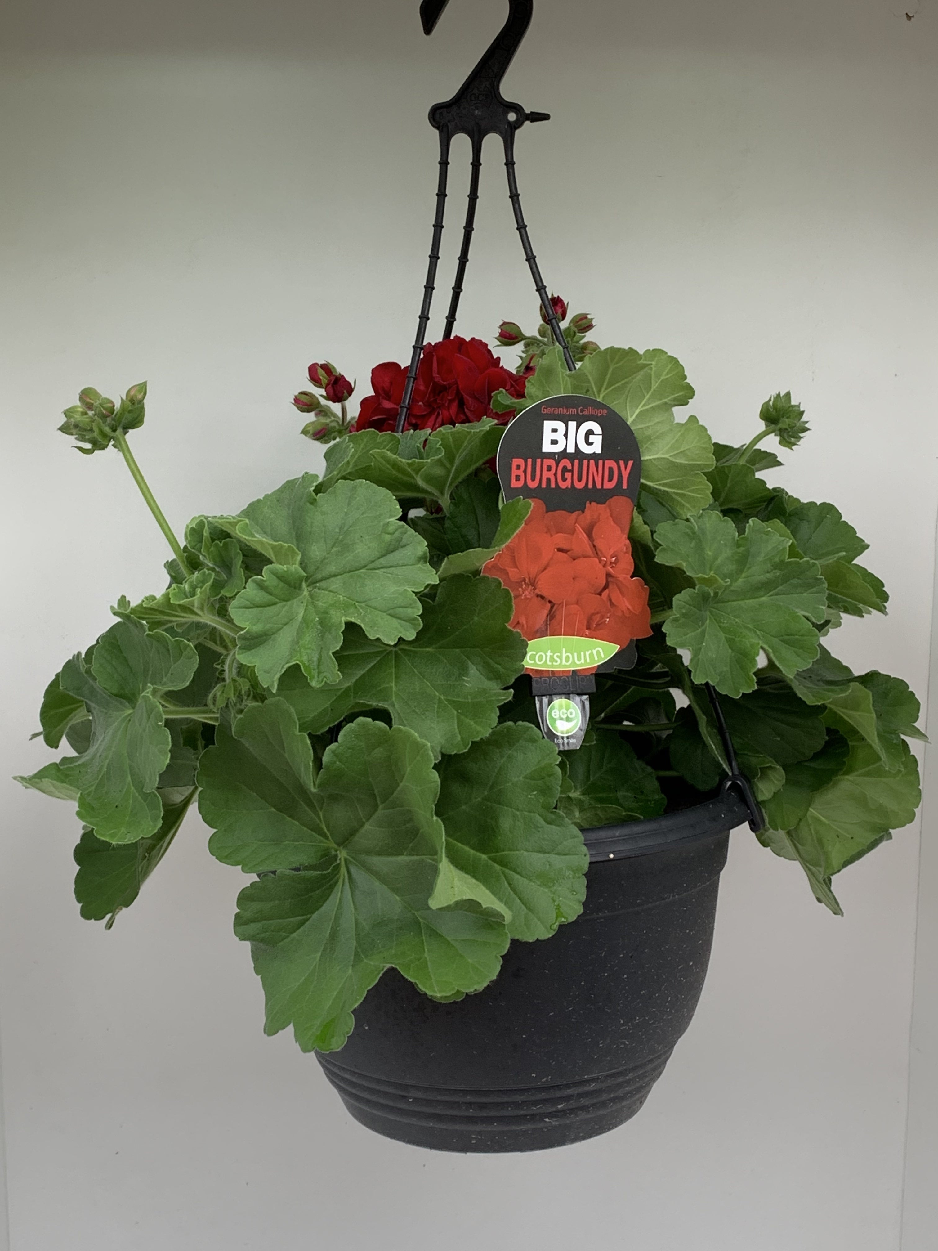 Geranium 'Big Burgundy' – Northcote Nursery