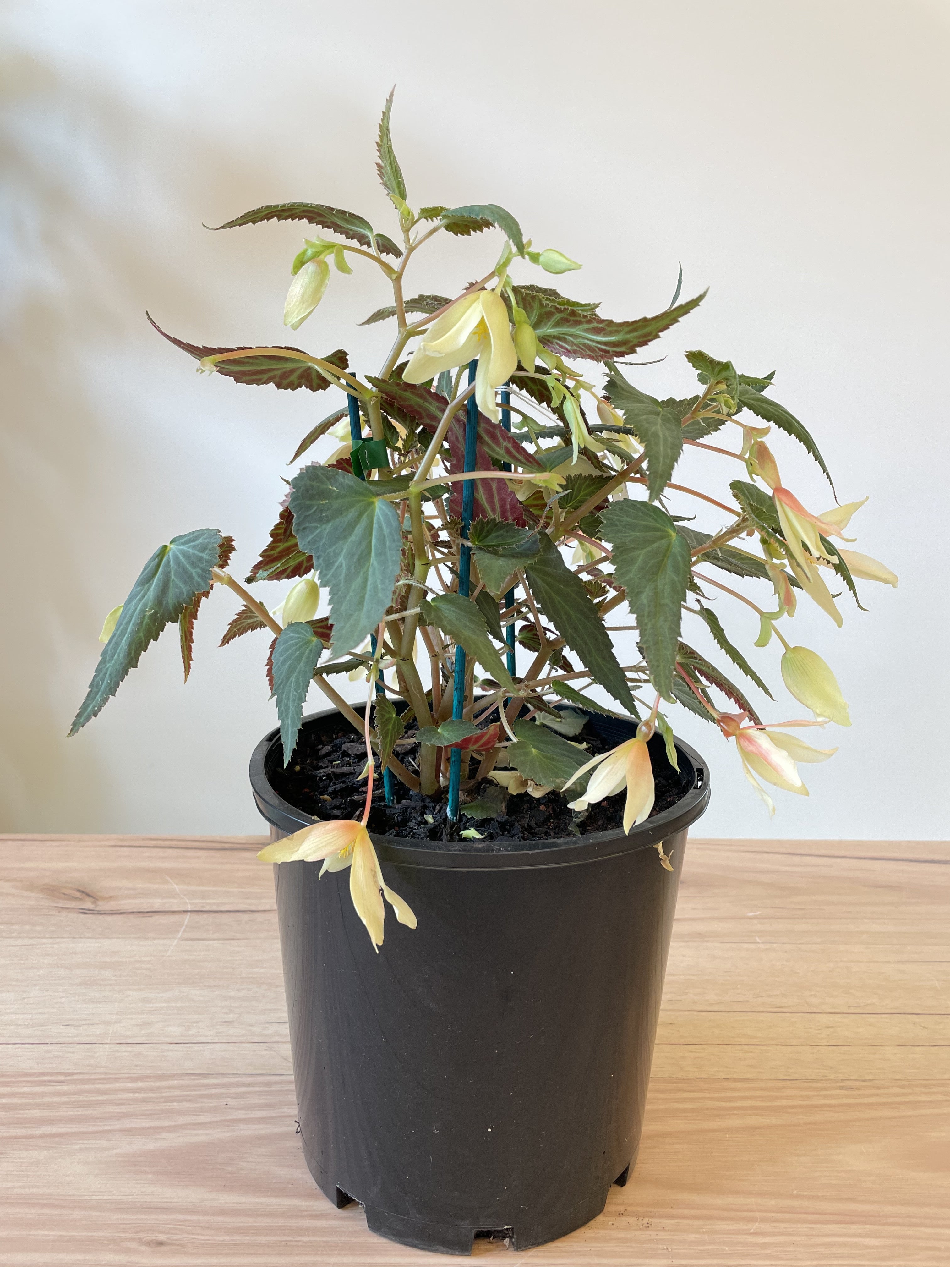 Begonia boliviensis 'Begonia Tree' – Northcote Nursery