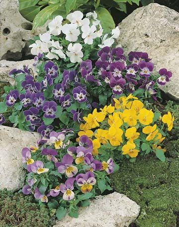 Pansy Mini 'Comedy Mixed F2' Seeds – Northcote Nursery