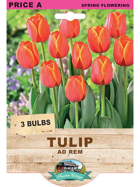 Tulip 'Ad Rem' – Northcote Nursery
