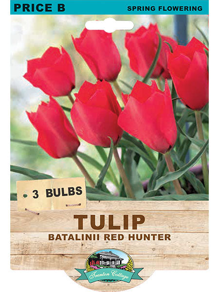 Tulip 'Batalinii Red Hunter' – Northcote Nursery