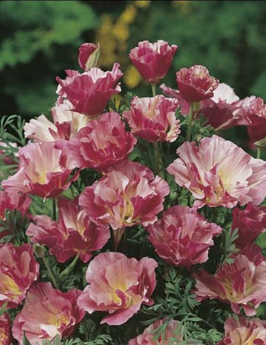 California Poppy 'Appleblossom' Seeds – Northcote Nursery