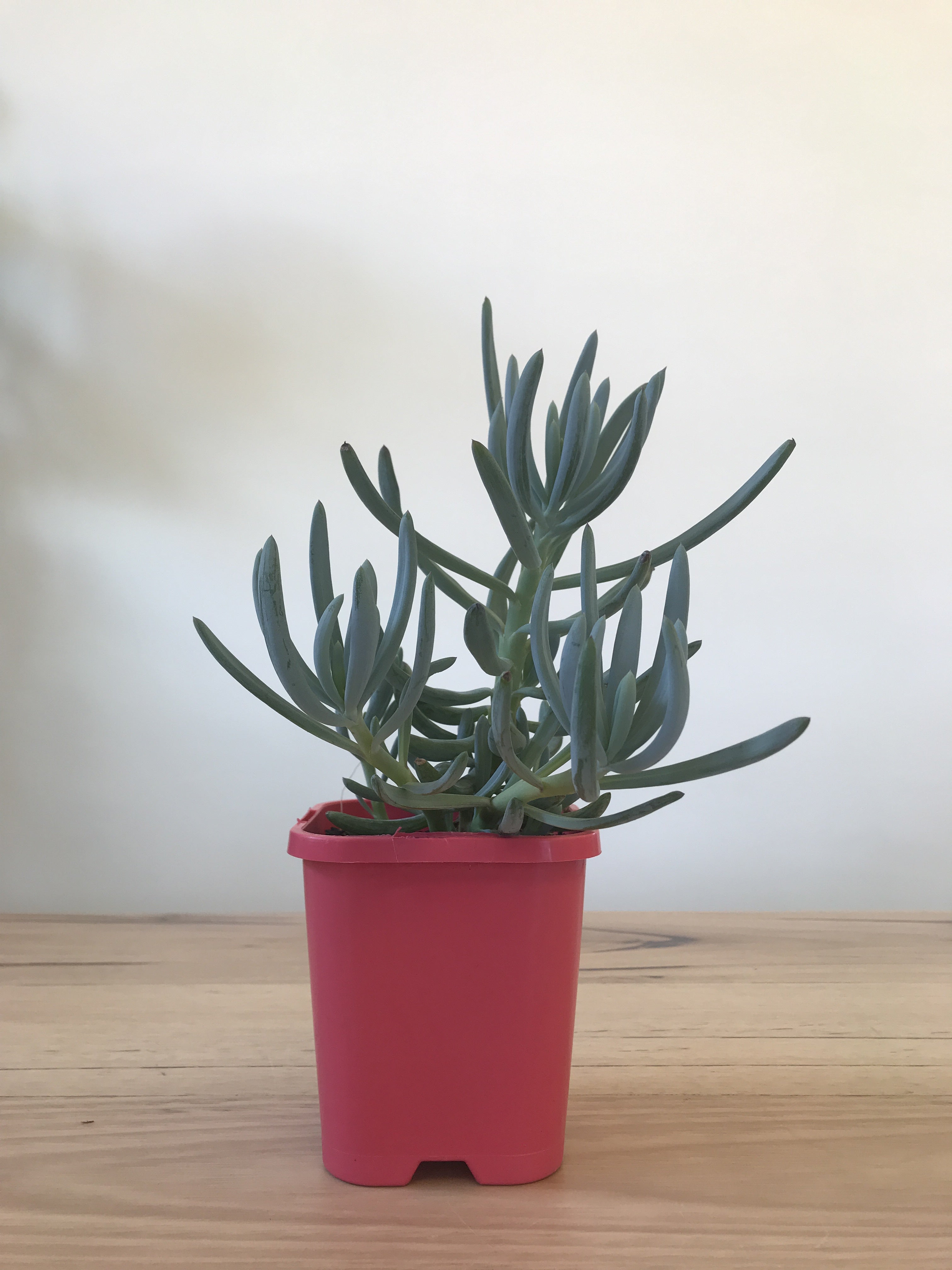 Senecio serpens 'Dwarf Blue Chalksticks' – Northcote Nursery